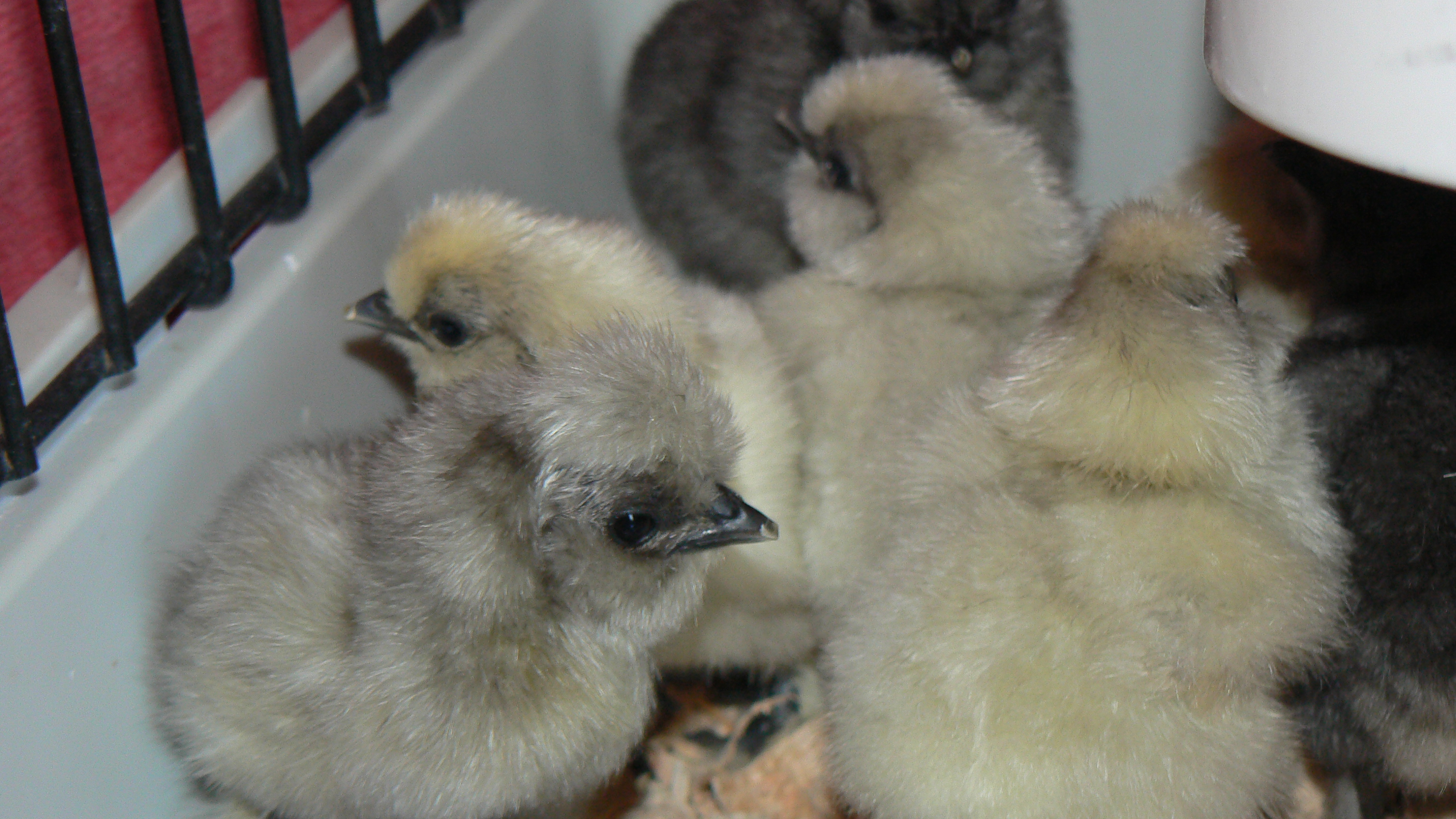 BackYard Chickens - Learn How to Raise Chickens