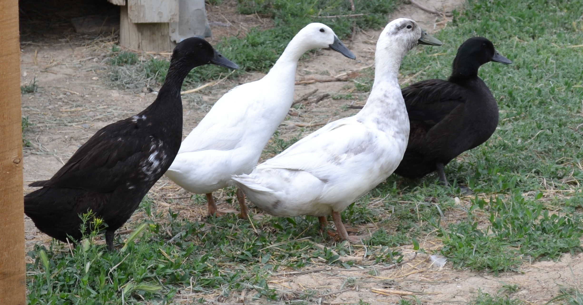 BackYard Chickens - Learn How to Raise Chickens