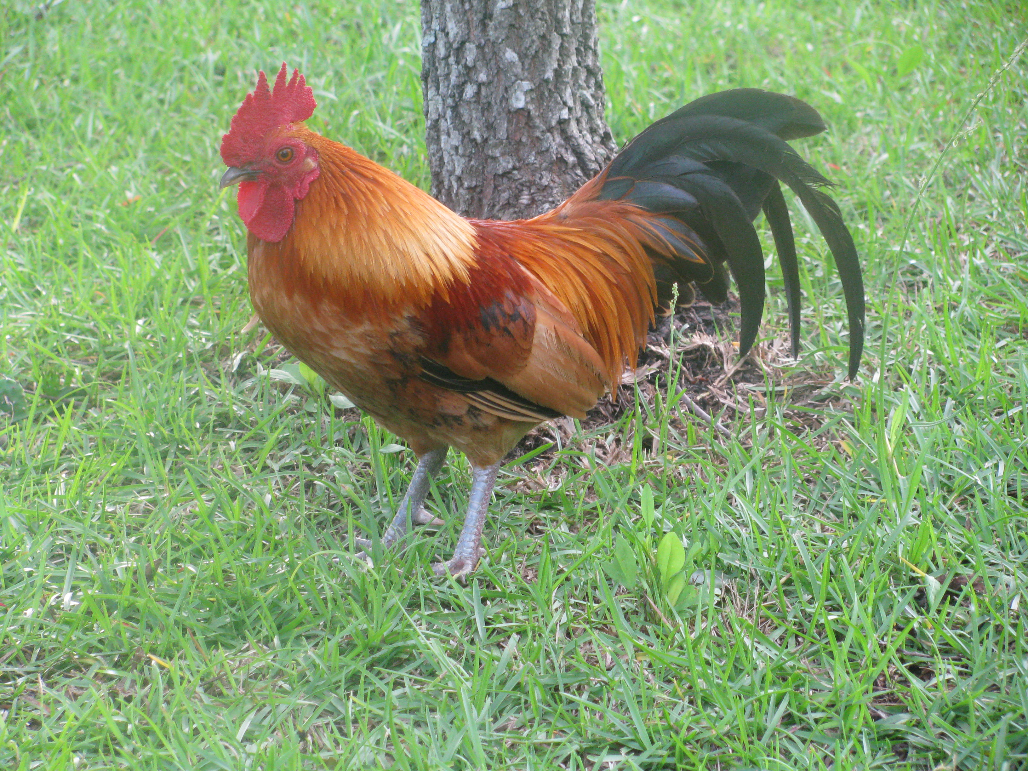 BackYard Chickens - Learn How to Raise Chickens