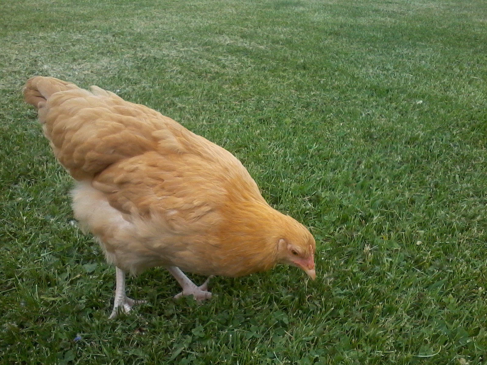BackYard Chickens - Learn How to Raise Chickens