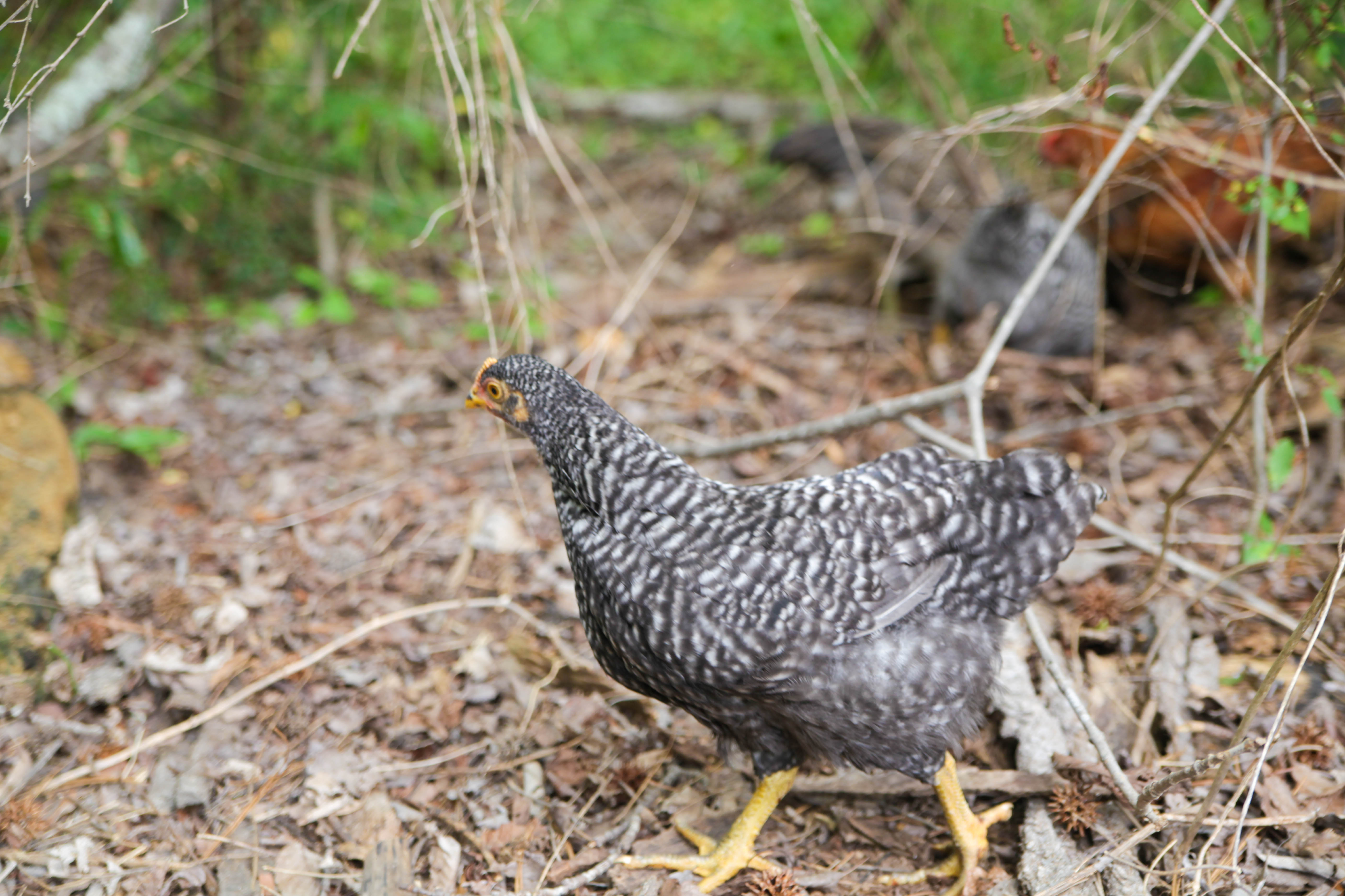 BackYard Chickens - Learn How to Raise Chickens