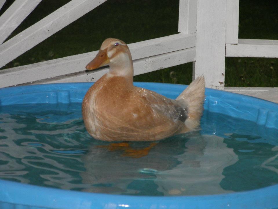 BackYard Chickens - Learn How to Raise Chickens