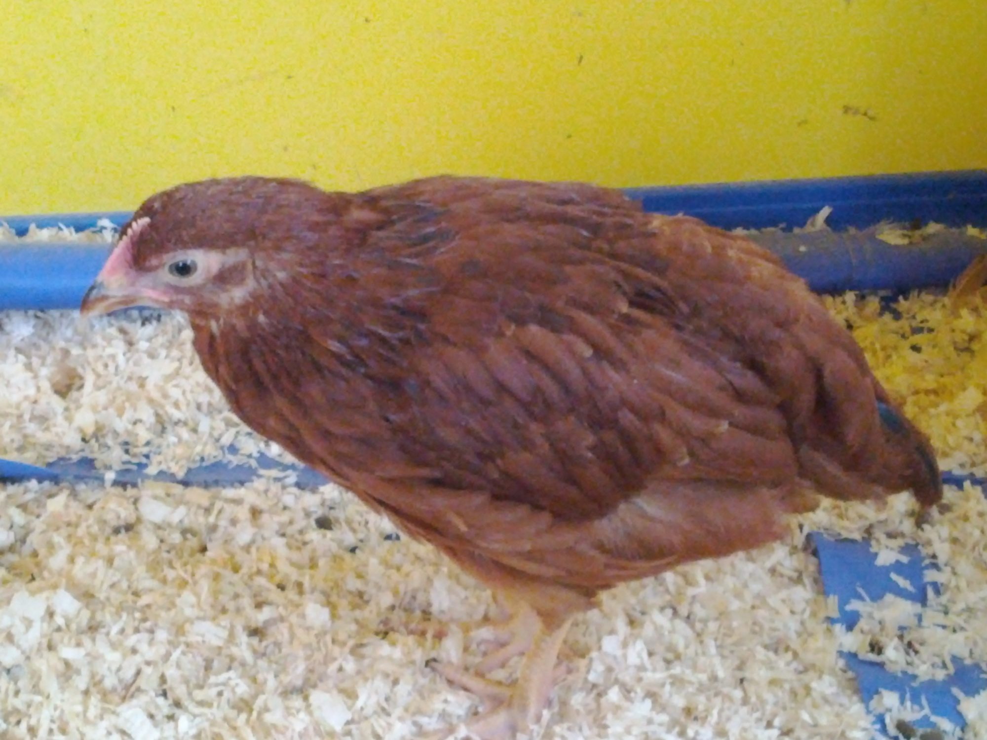 BackYard Chickens - Learn How to Raise Chickens