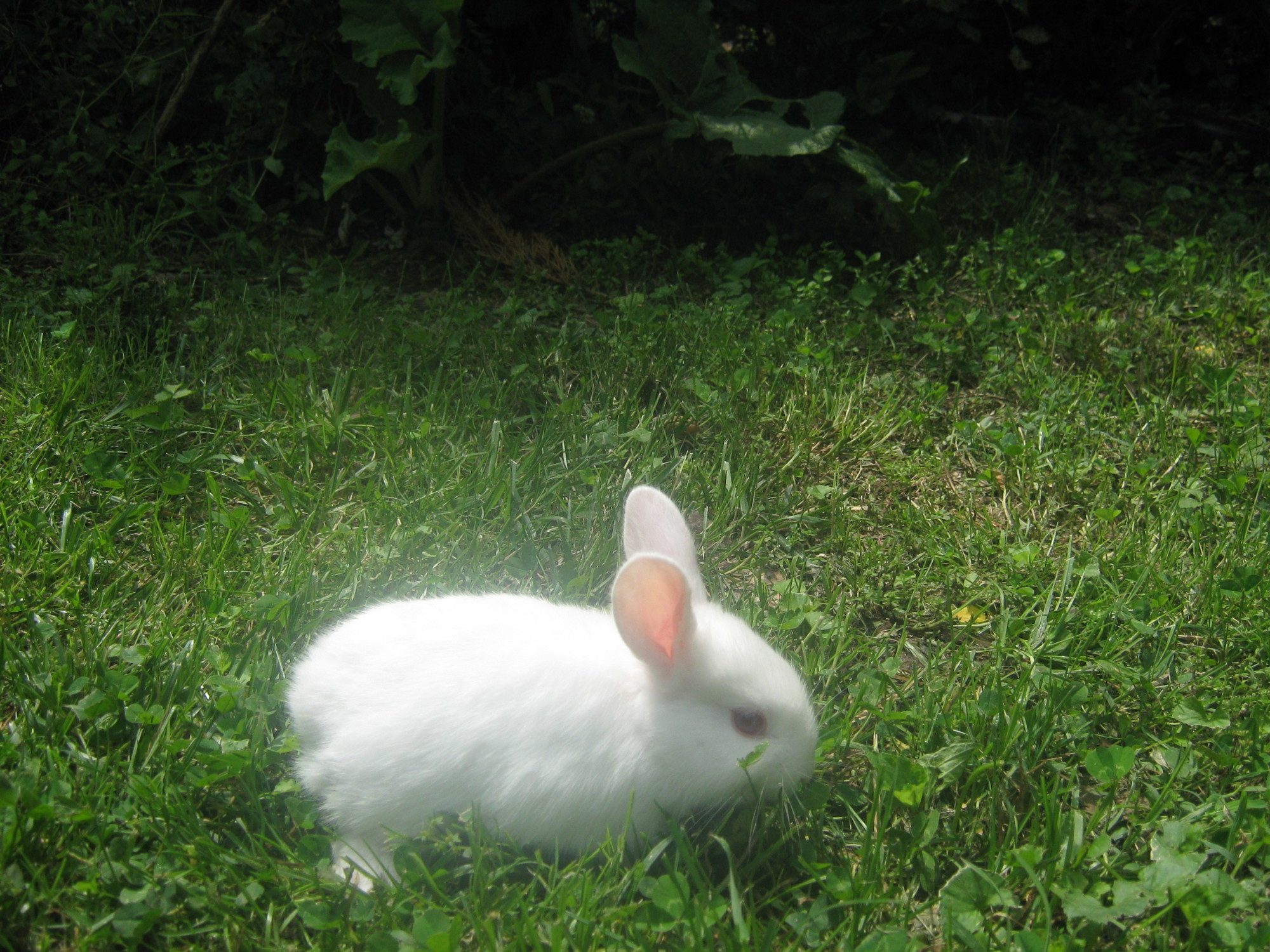 BackYard Chickens - Learn How to Raise Chickens