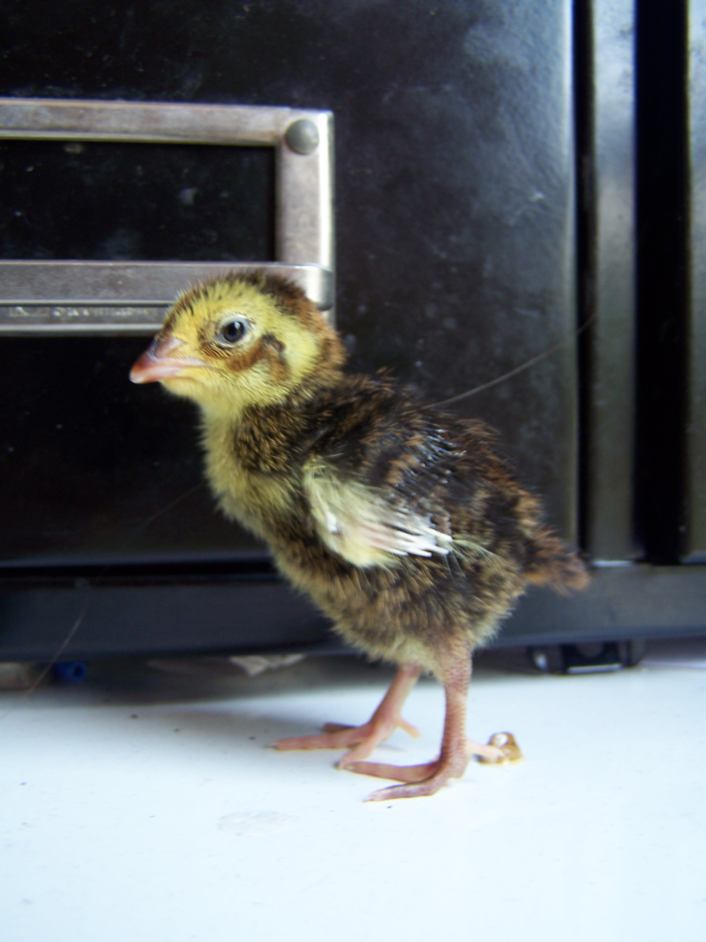 BackYard Chickens - Learn How to Raise Chickens