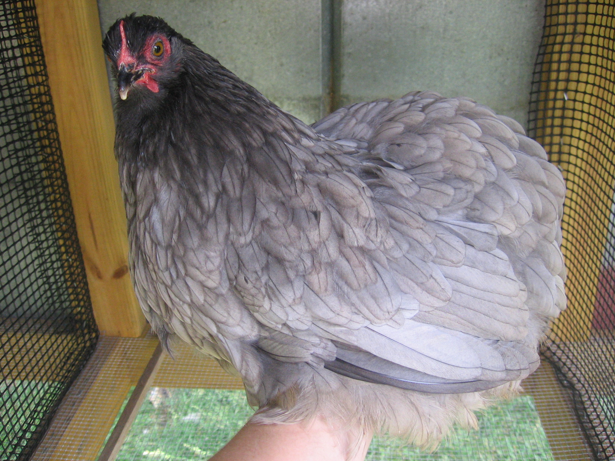 BackYard Chickens - Learn How to Raise Chickens