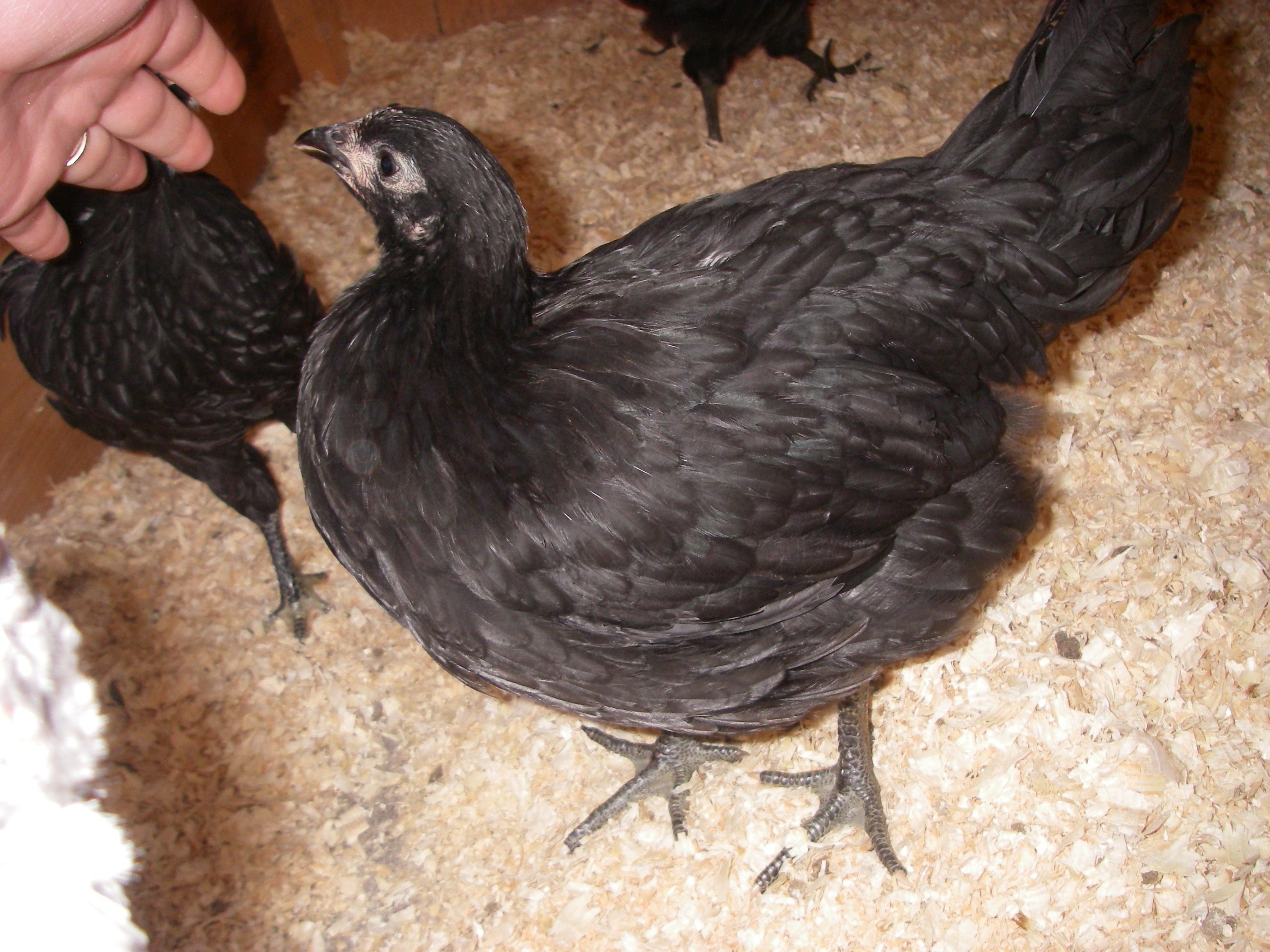 BackYard Chickens - Learn How to Raise Chickens
