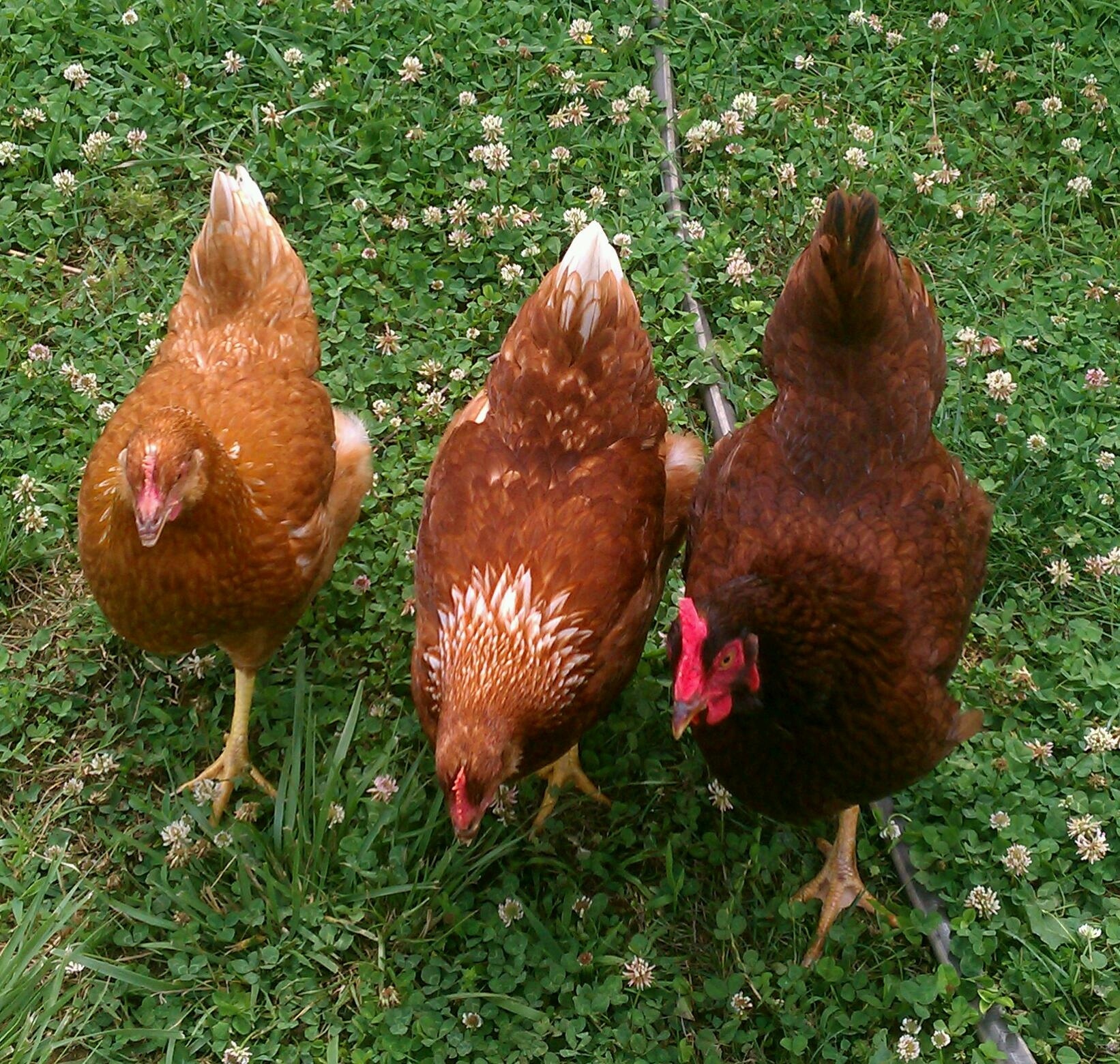 BackYard Chickens - Learn How to Raise Chickens