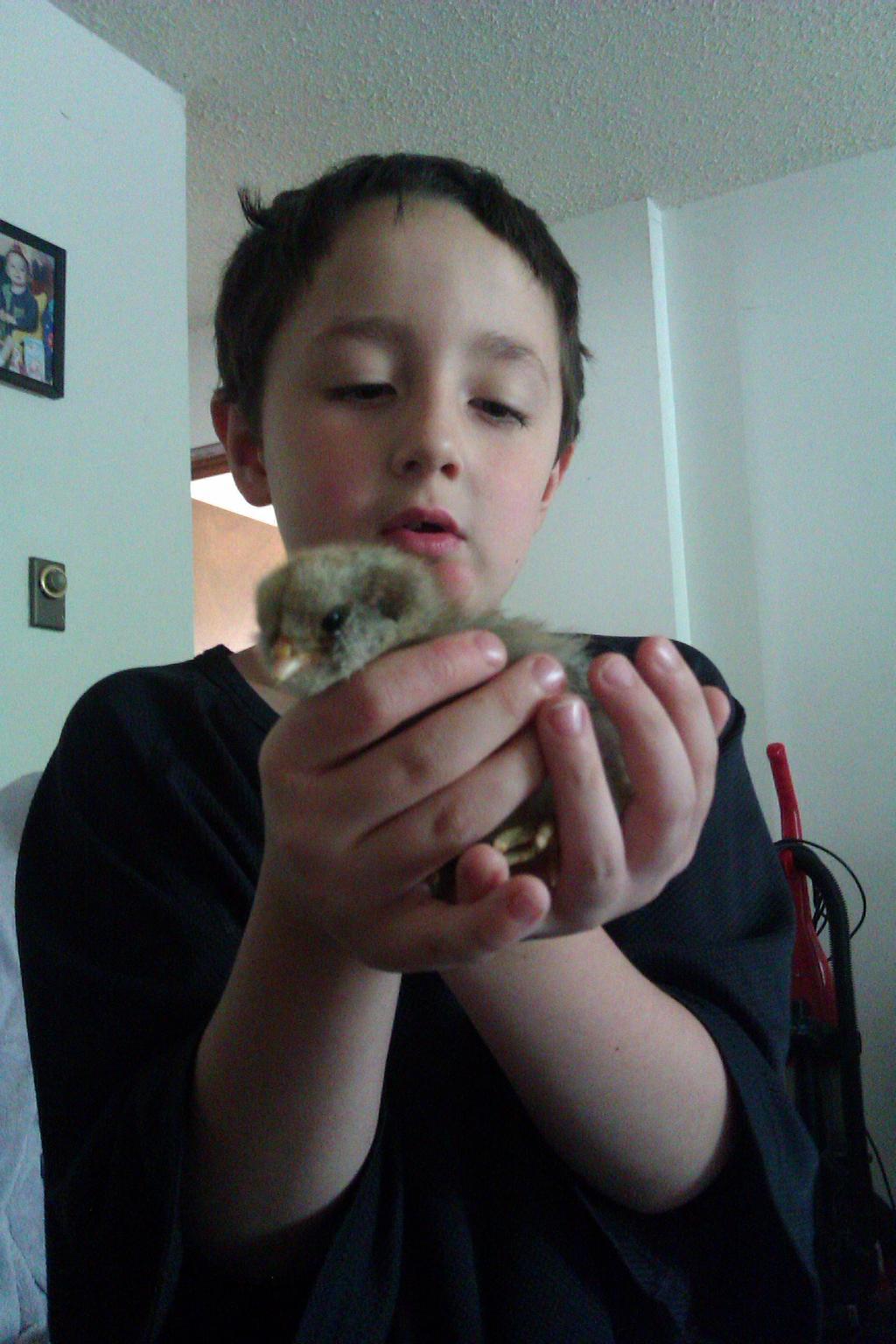 BackYard Chickens - Learn How to Raise Chickens