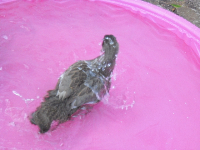 BackYard Chickens - Learn How to Raise Chickens