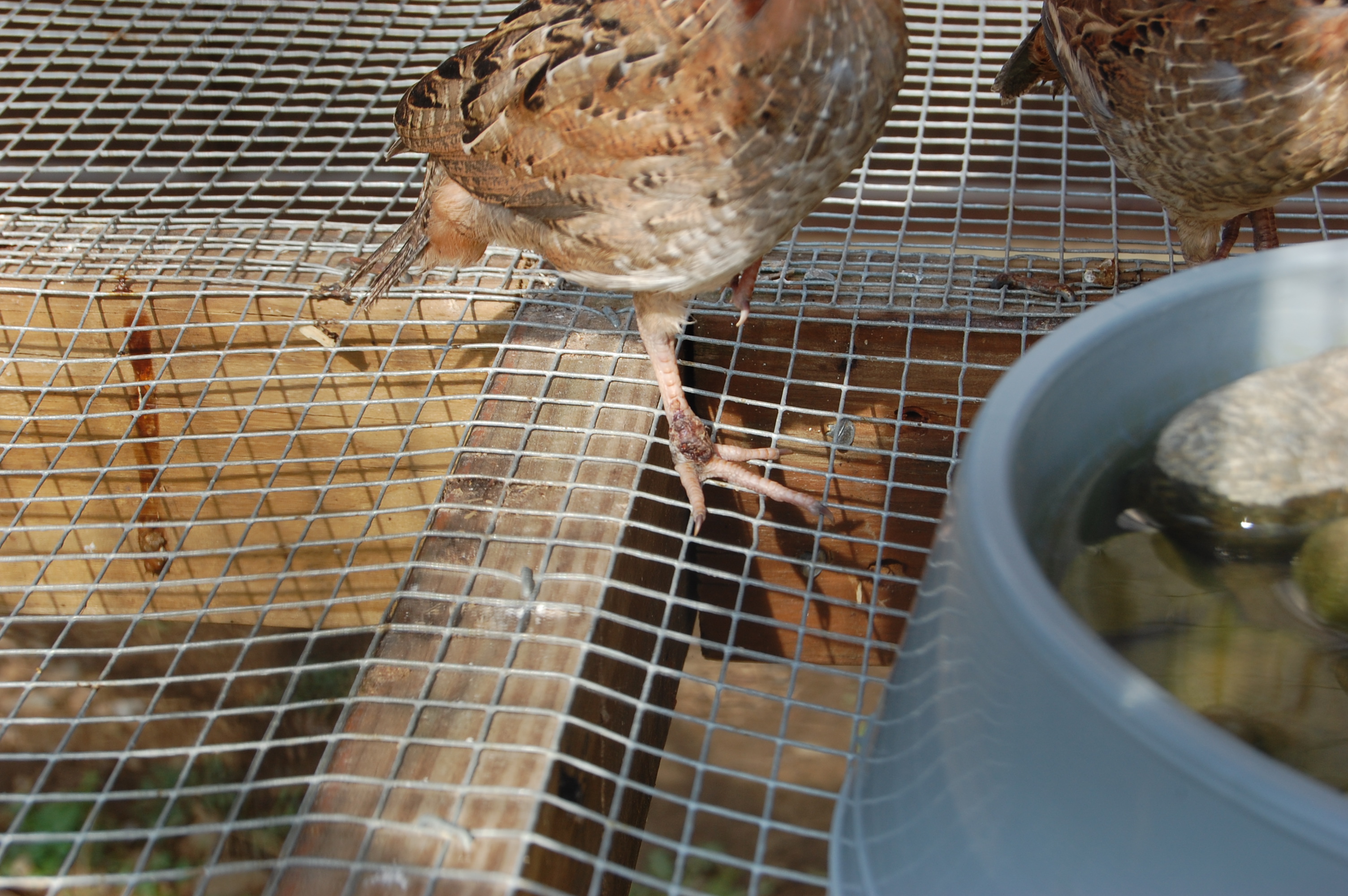 BackYard Chickens - Learn How to Raise Chickens