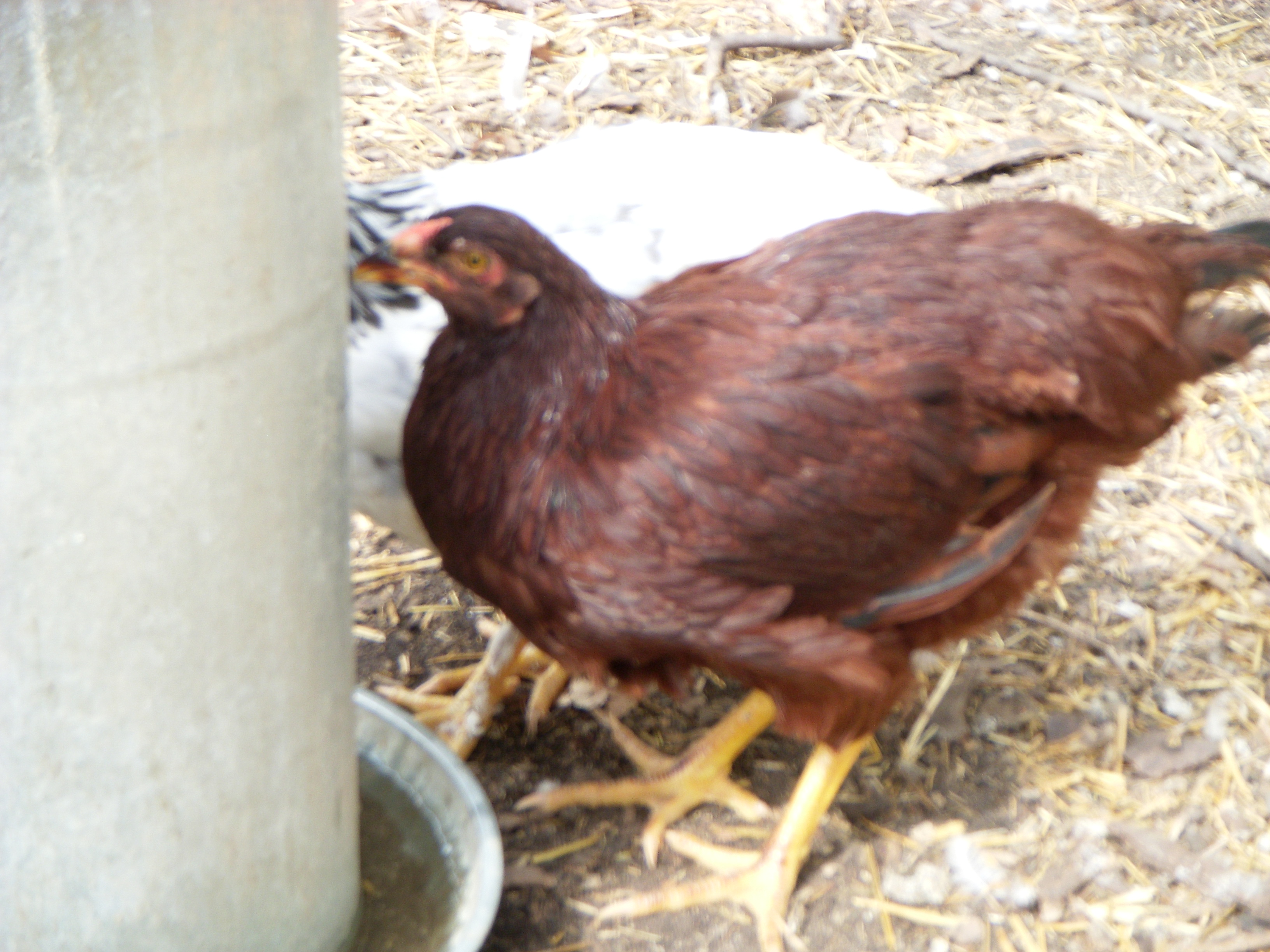 BackYard Chickens - Learn How to Raise Chickens