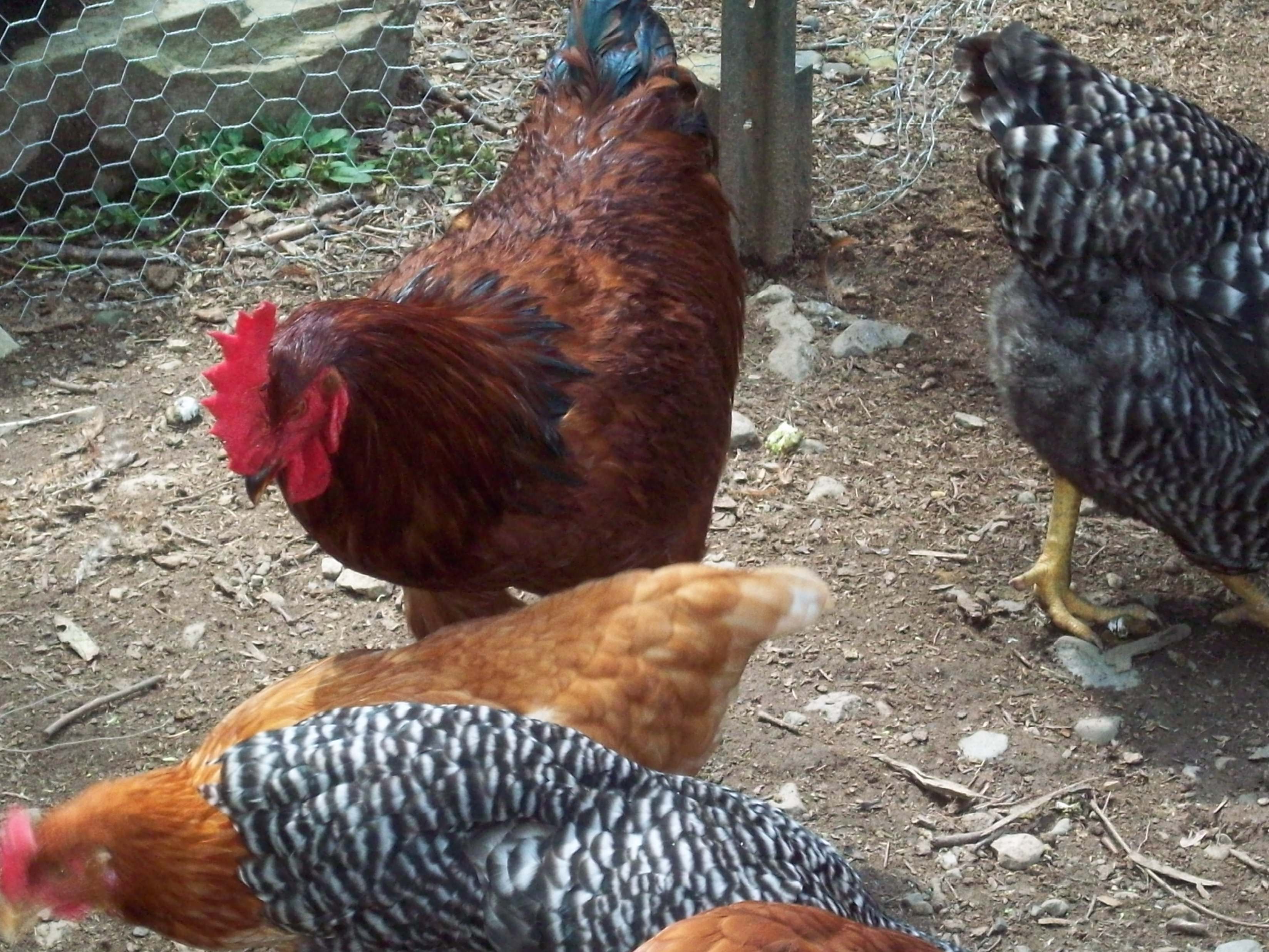 BackYard Chickens - Learn How to Raise Chickens