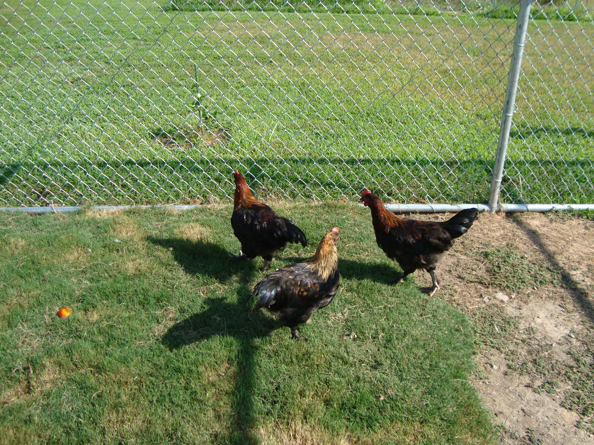 BackYard Chickens - Learn How to Raise Chickens