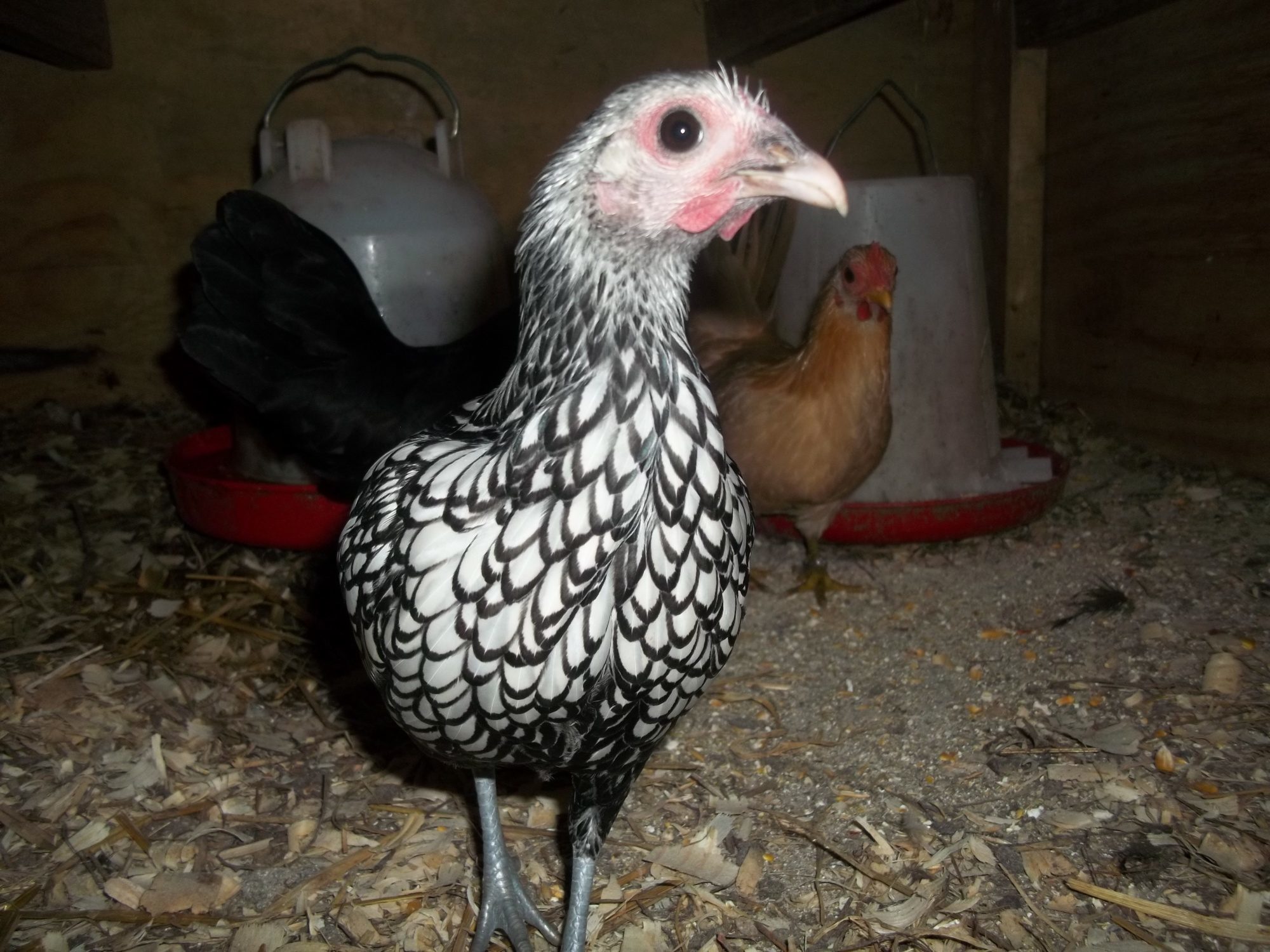 BackYard Chickens - Learn How to Raise Chickens