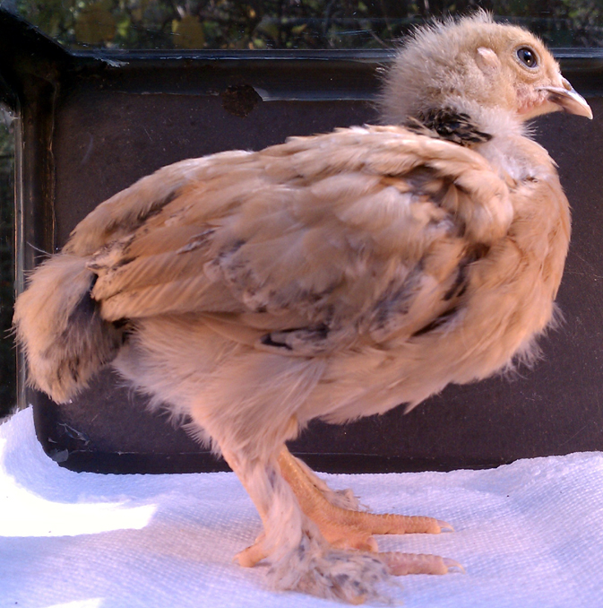 BackYard Chickens - Learn How to Raise Chickens