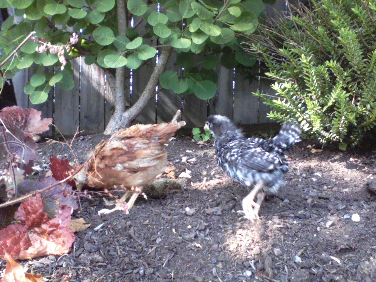 BackYard Chickens - Learn How to Raise Chickens