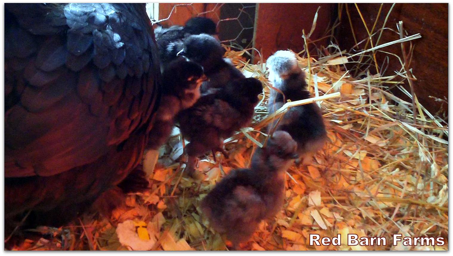 BackYard Chickens - Learn How to Raise Chickens