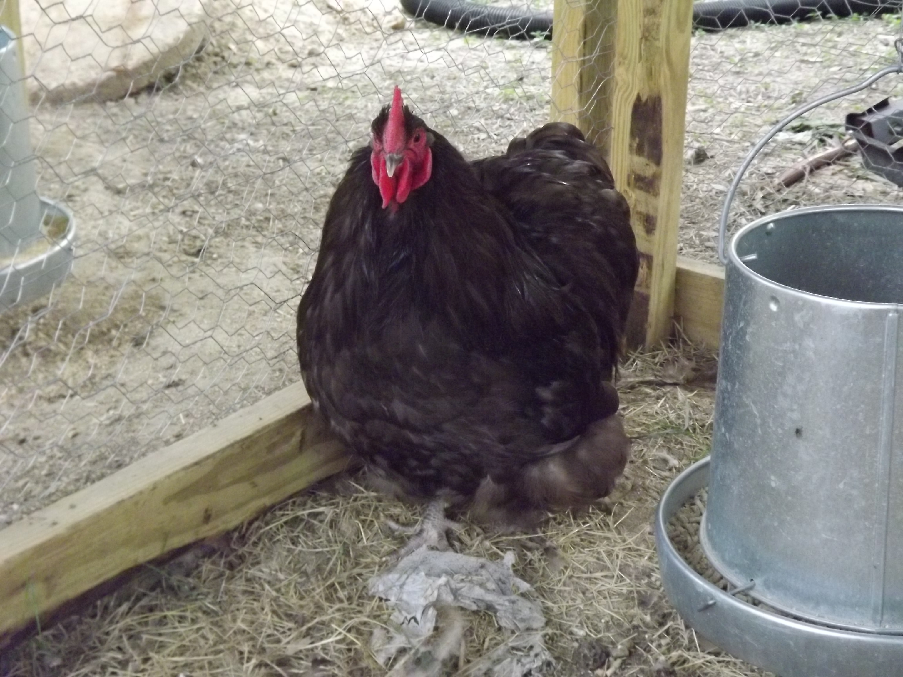 BackYard Chickens - Learn How to Raise Chickens