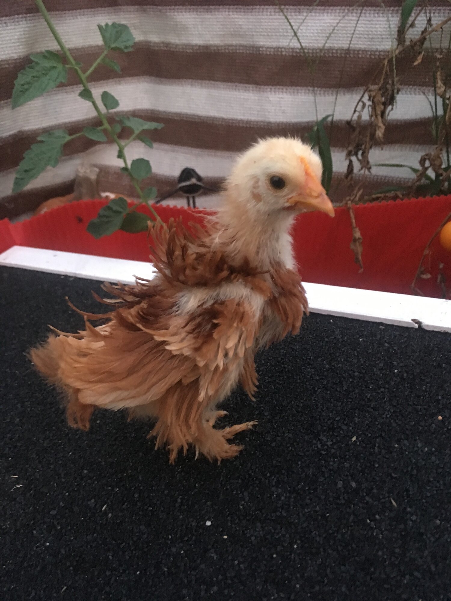 58.jpg | BackYard Chickens - Learn How to Raise Chickens