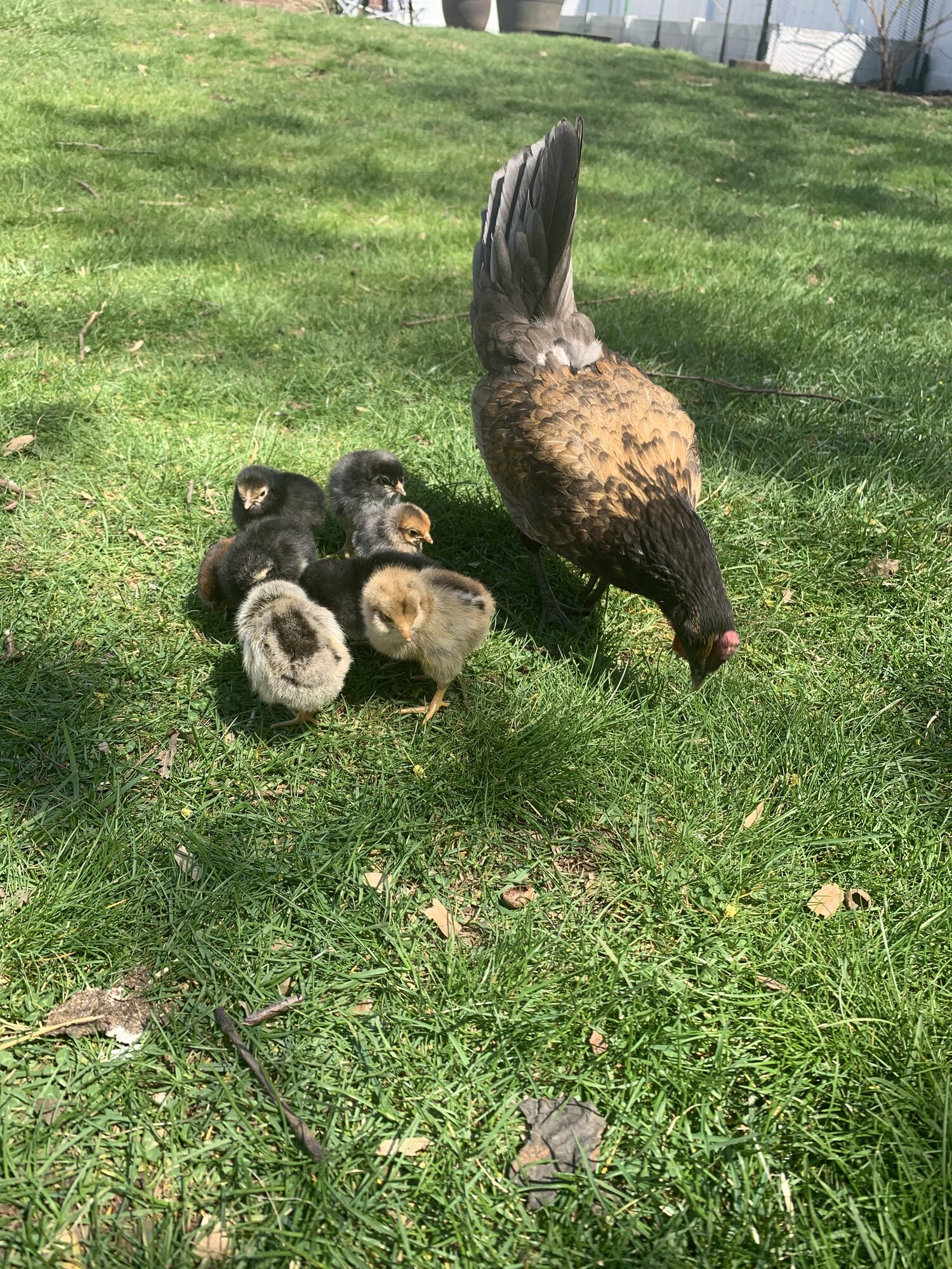 58.jpg | BackYard Chickens - Learn How to Raise Chickens