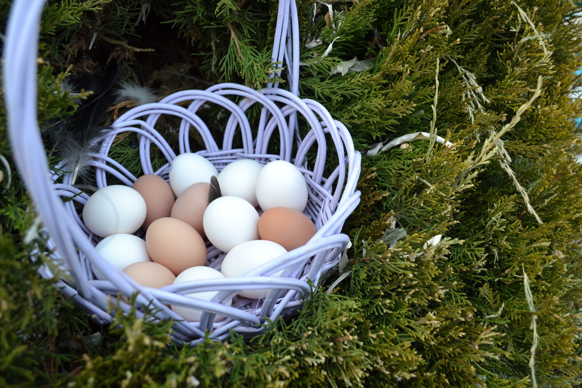 58.JPG | BackYard Chickens - Learn How to Raise Chickens