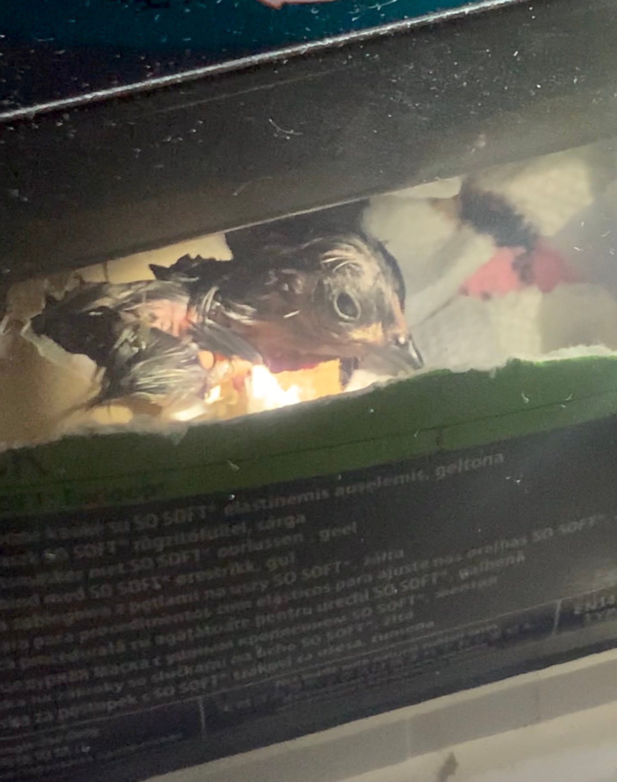 58.jpg | BackYard Chickens - Learn How to Raise Chickens