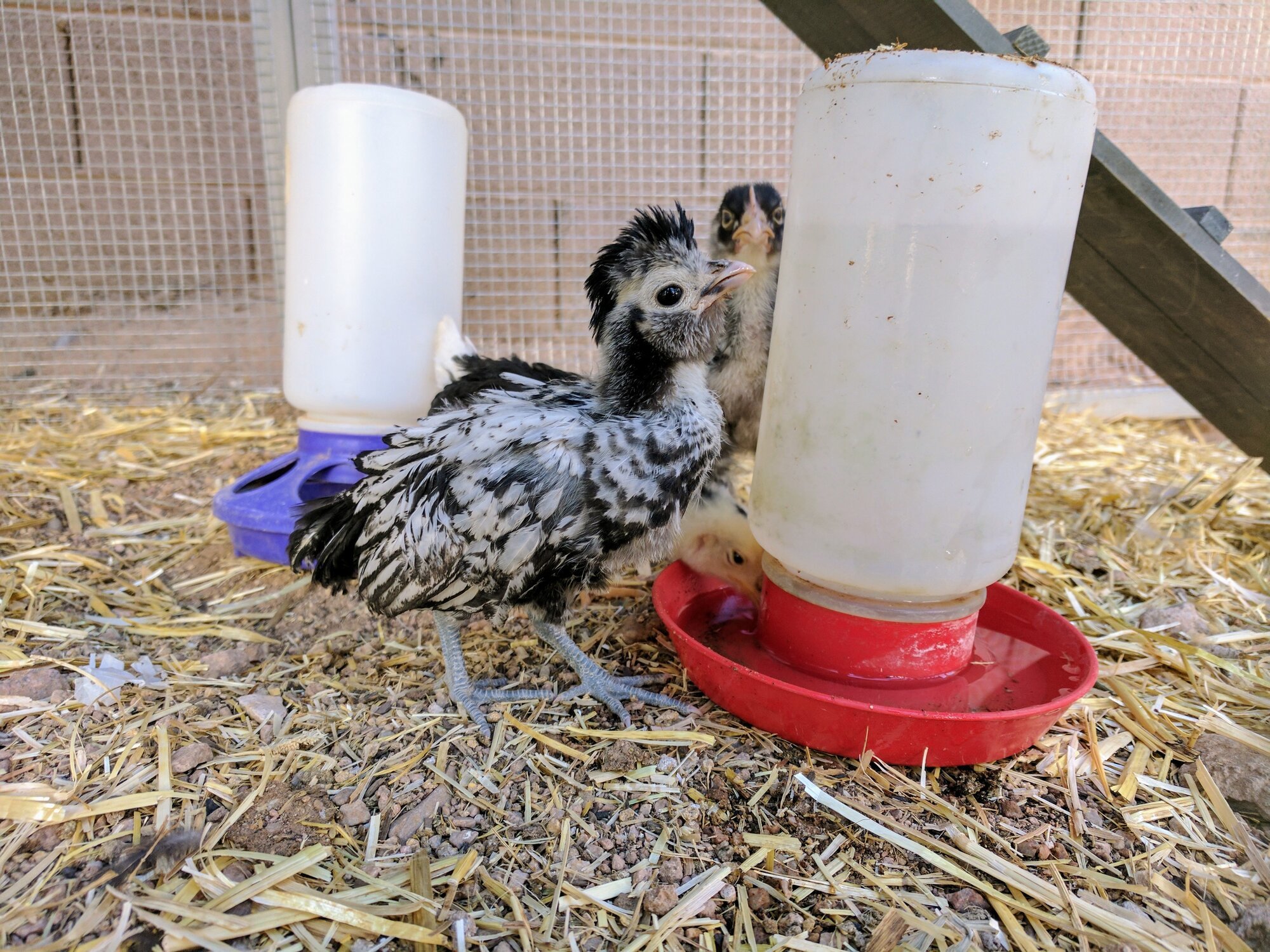 58.jpg | BackYard Chickens - Learn How to Raise Chickens