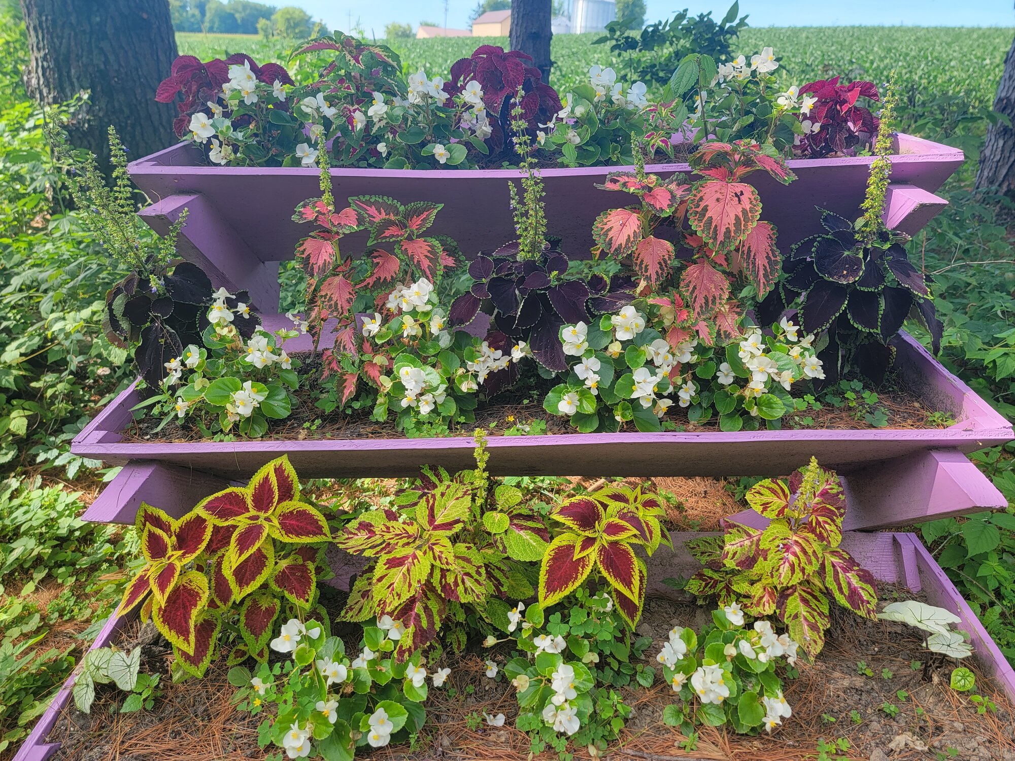 58.jpg | BackYard Chickens - Learn How to Raise Chickens