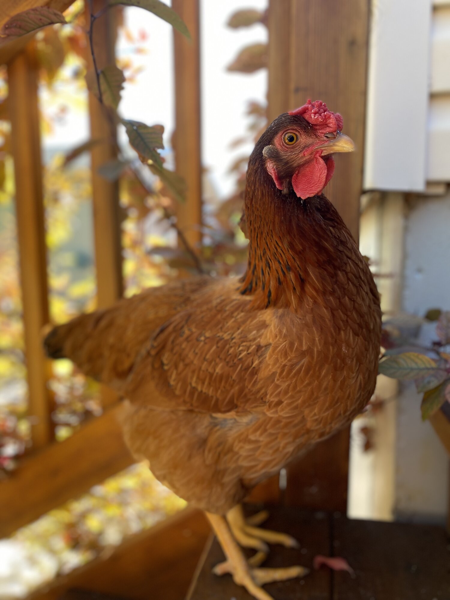 58.jpg | BackYard Chickens - Learn How to Raise Chickens
