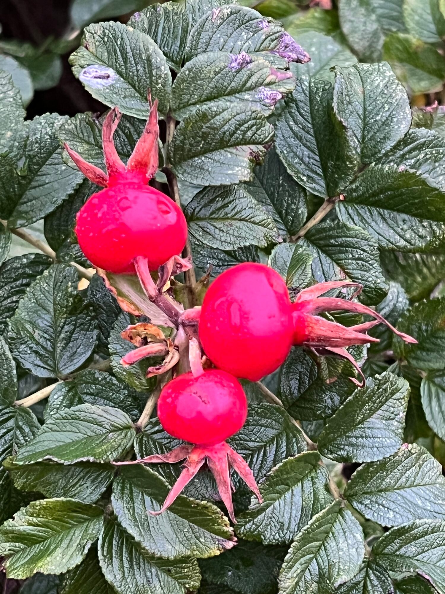 58.jpg | BackYard Chickens - Learn How to Raise Chickens