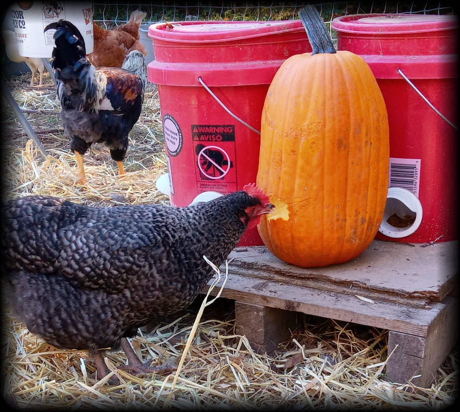 58.jpg | BackYard Chickens - Learn How to Raise Chickens