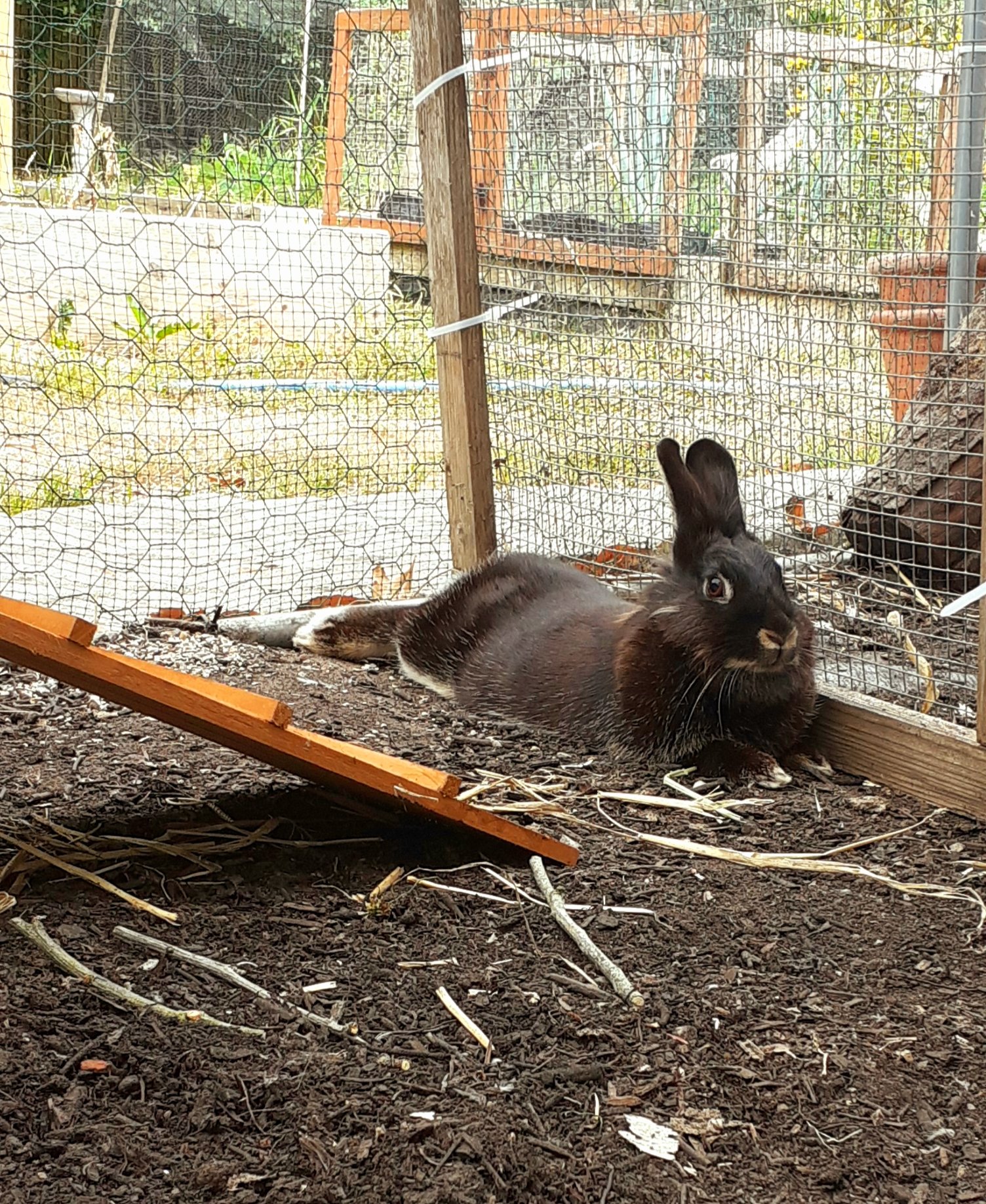 58.jpg | BackYard Chickens - Learn How to Raise Chickens