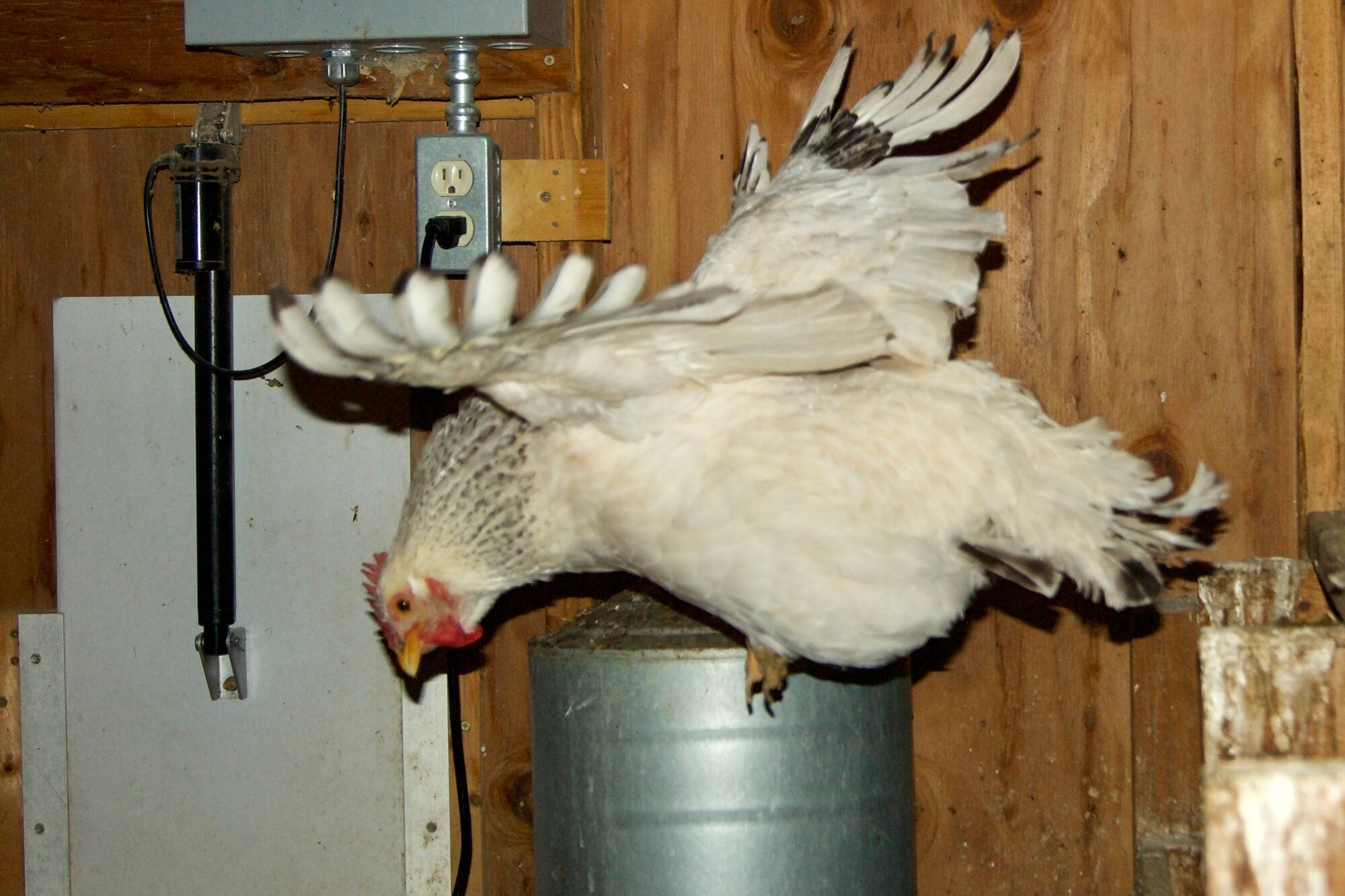 58.jpg | BackYard Chickens - Learn How to Raise Chickens