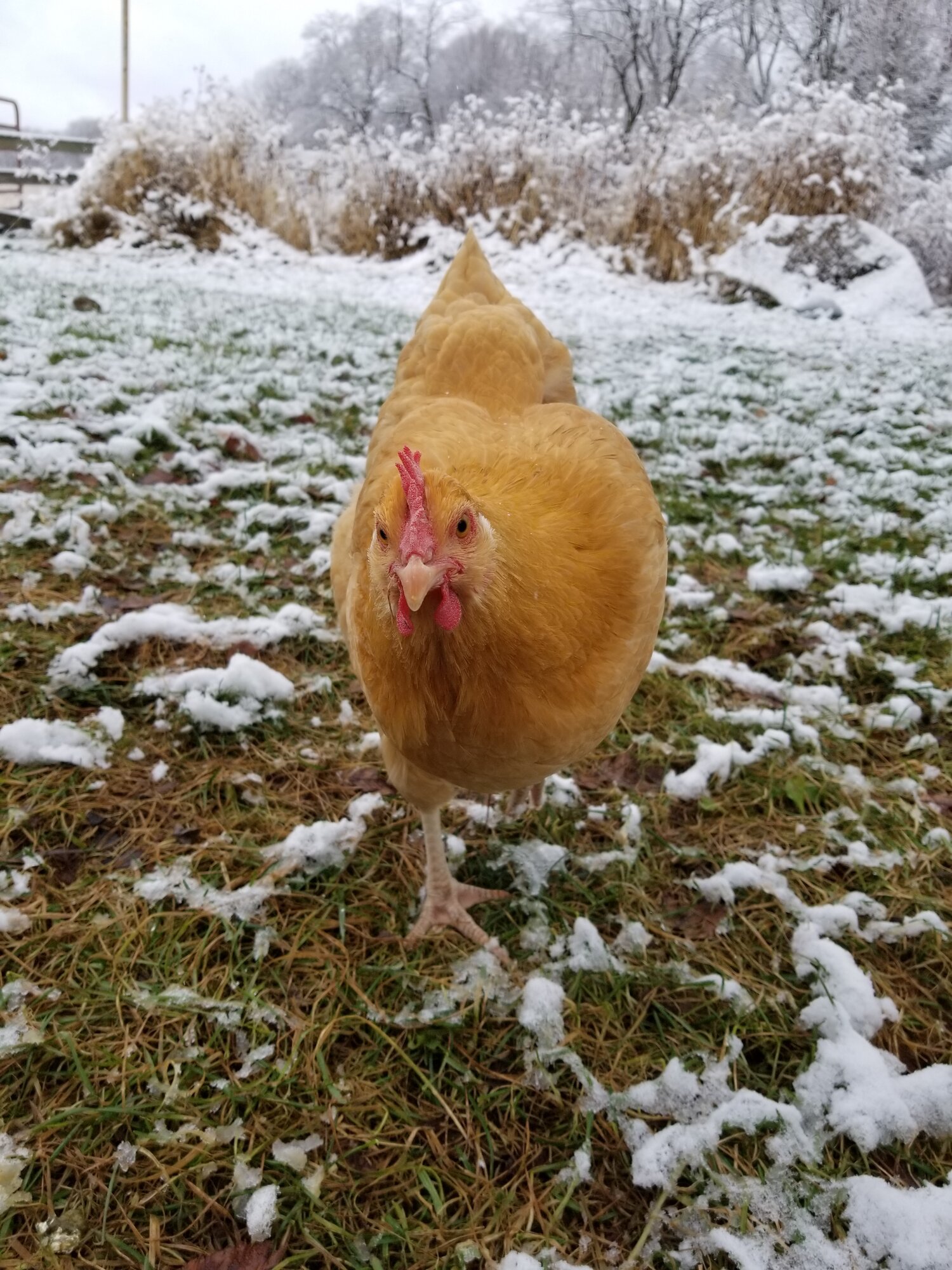 58.jpg | BackYard Chickens - Learn How to Raise Chickens