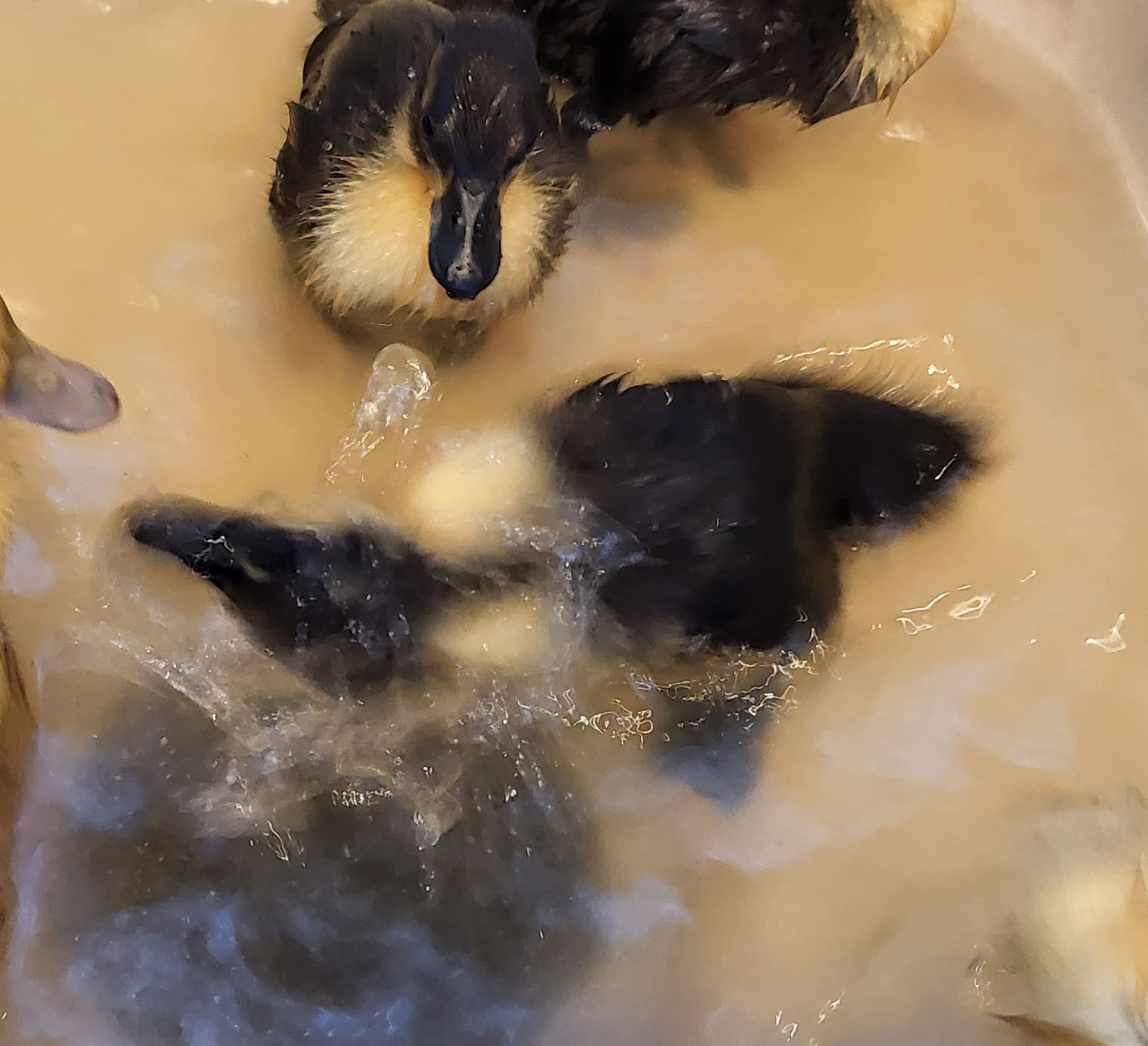 58.jpg | BackYard Chickens - Learn How to Raise Chickens