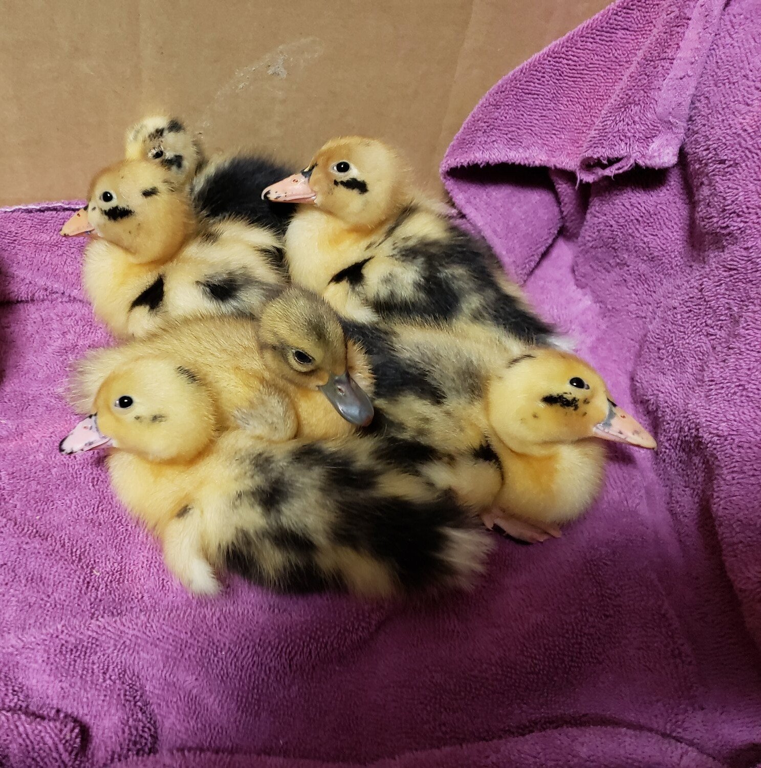 584.jpg | BackYard Chickens - Learn How to Raise Chickens