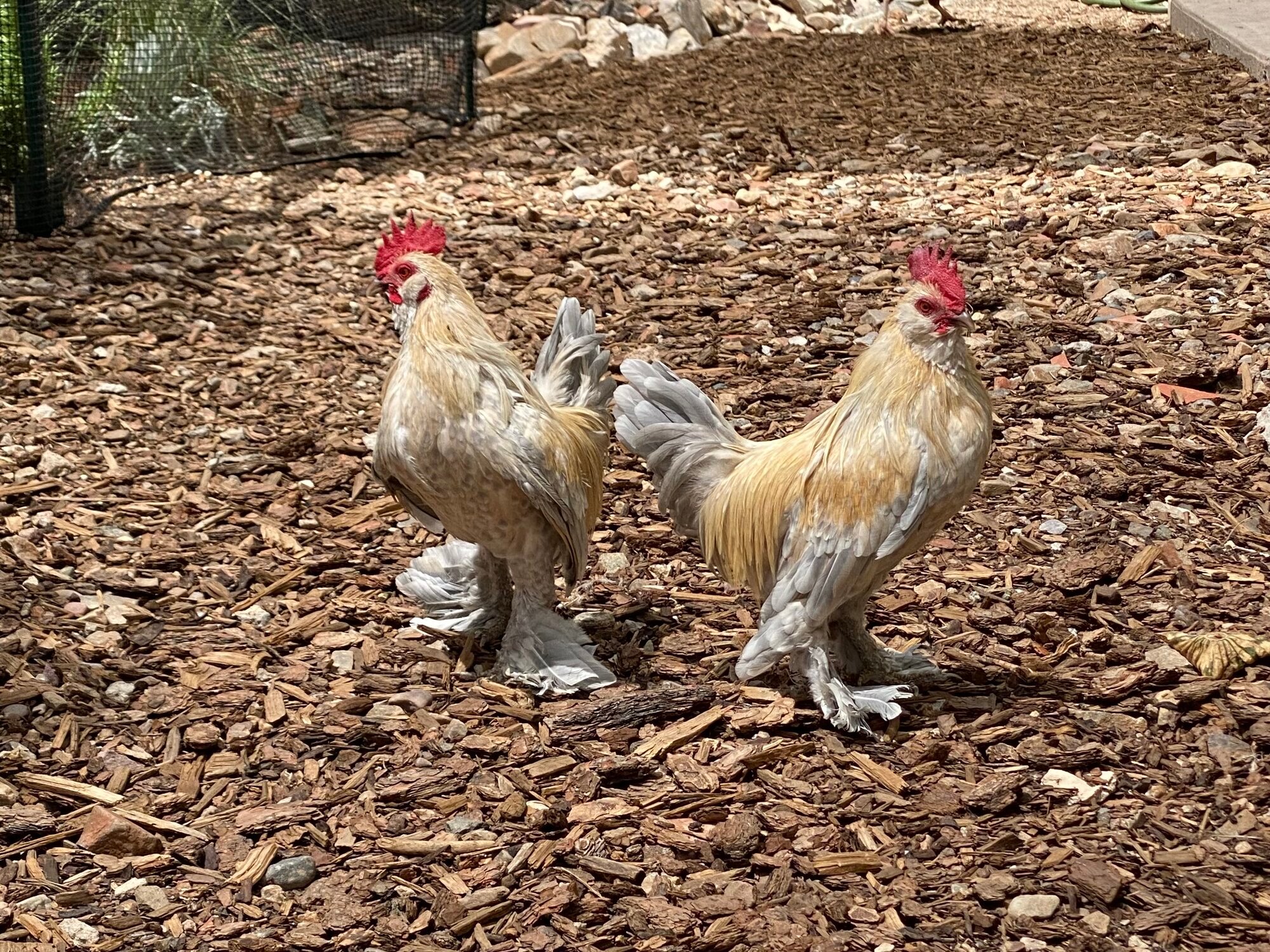 584.jpg | BackYard Chickens - Learn How to Raise Chickens