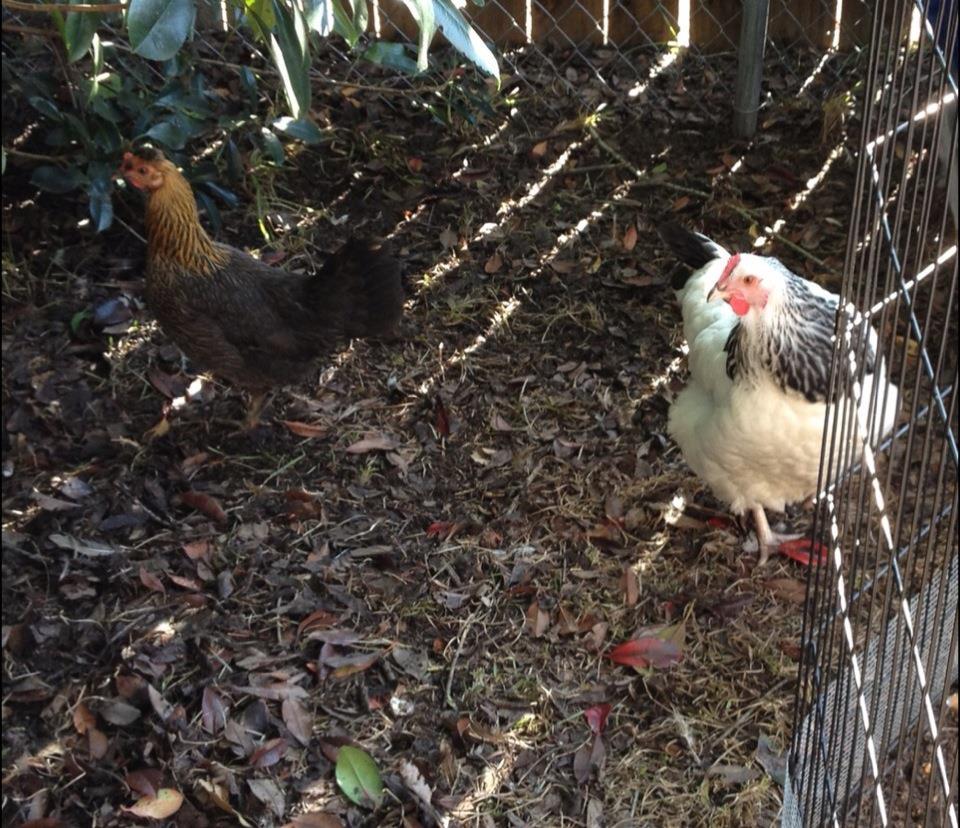 BackYard Chickens - Learn How to Raise Chickens