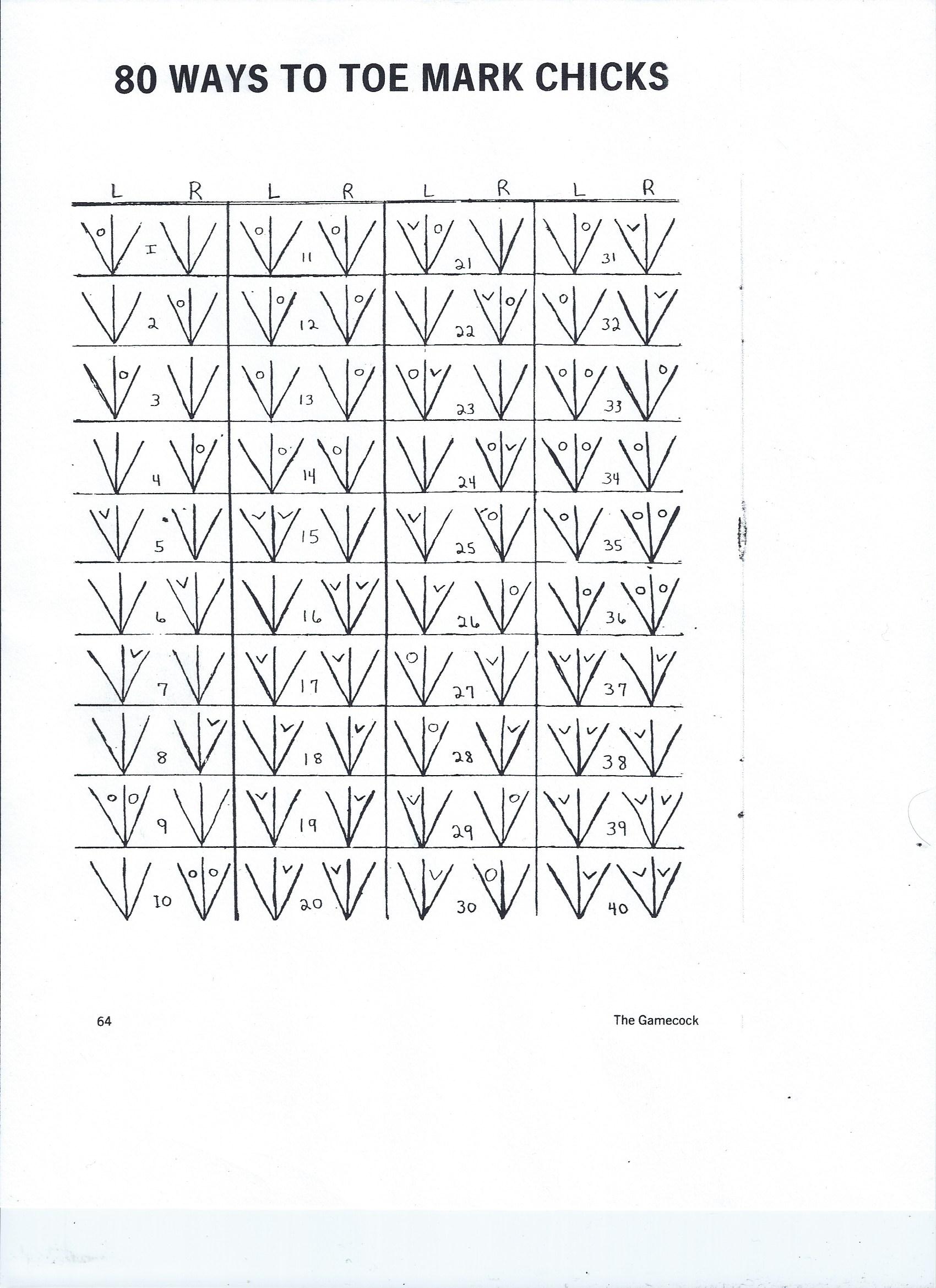 BackYard Chickens - Learn How to Raise Chickens