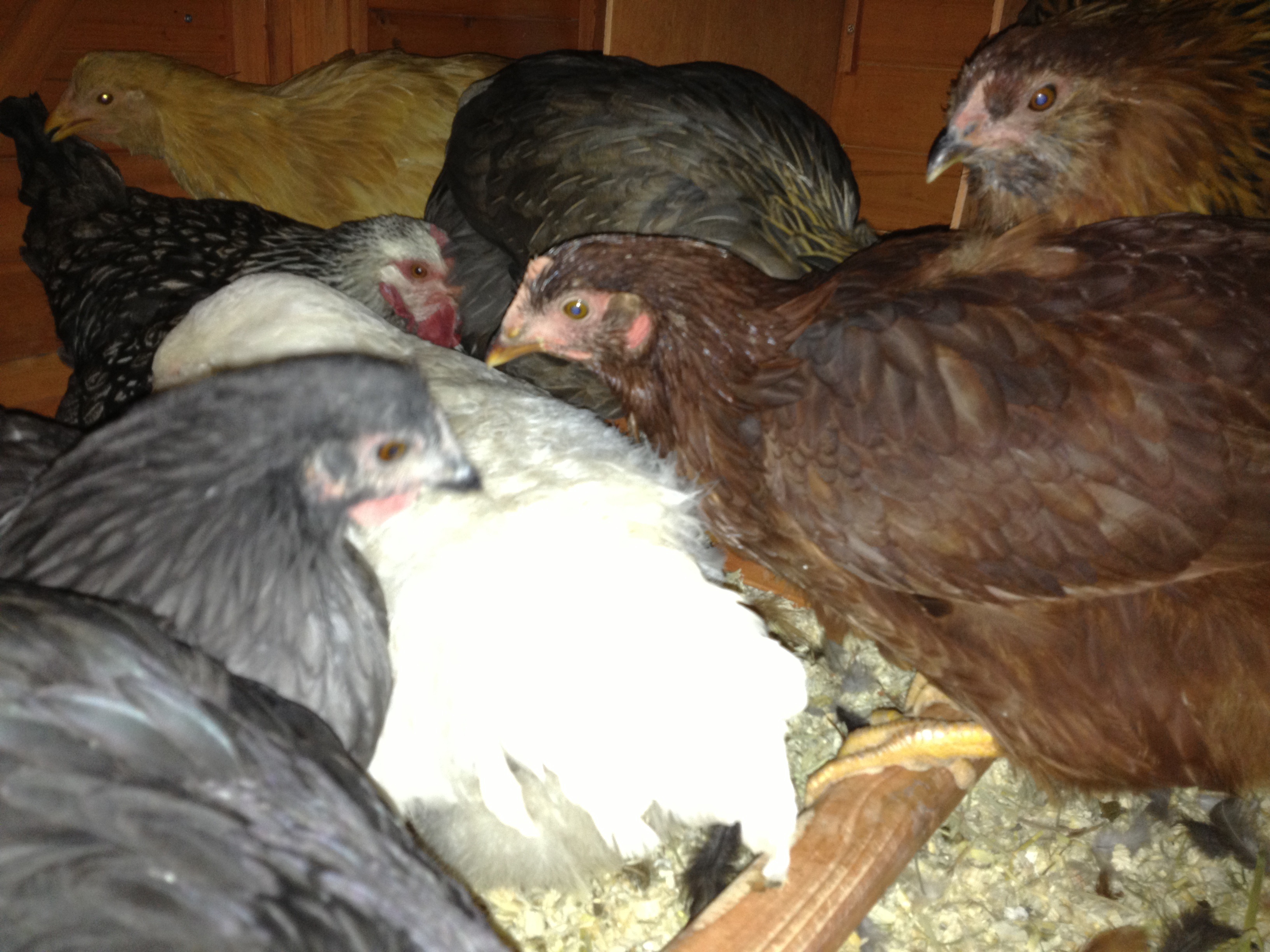 BackYard Chickens - Learn How to Raise Chickens