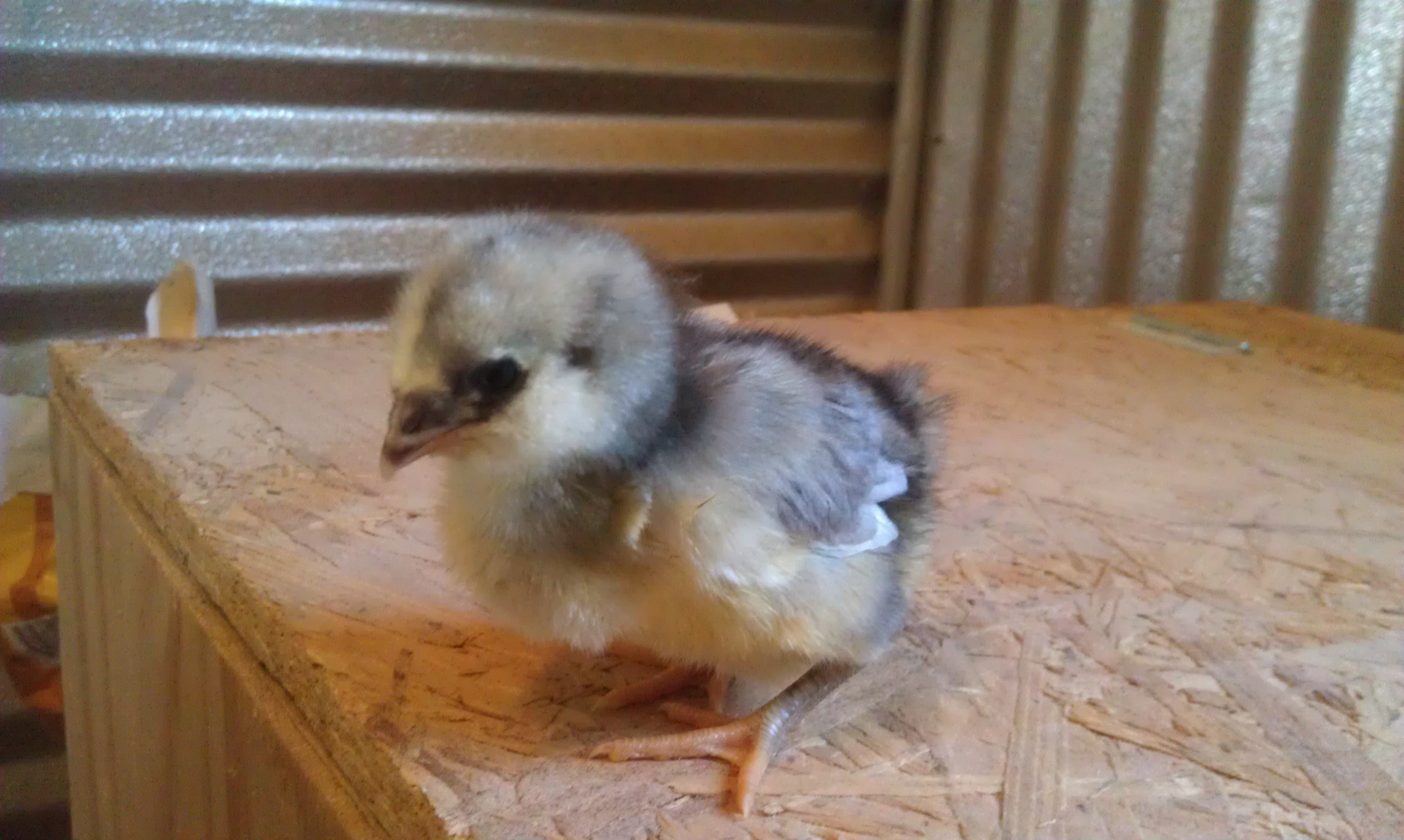 BackYard Chickens - Learn How to Raise Chickens