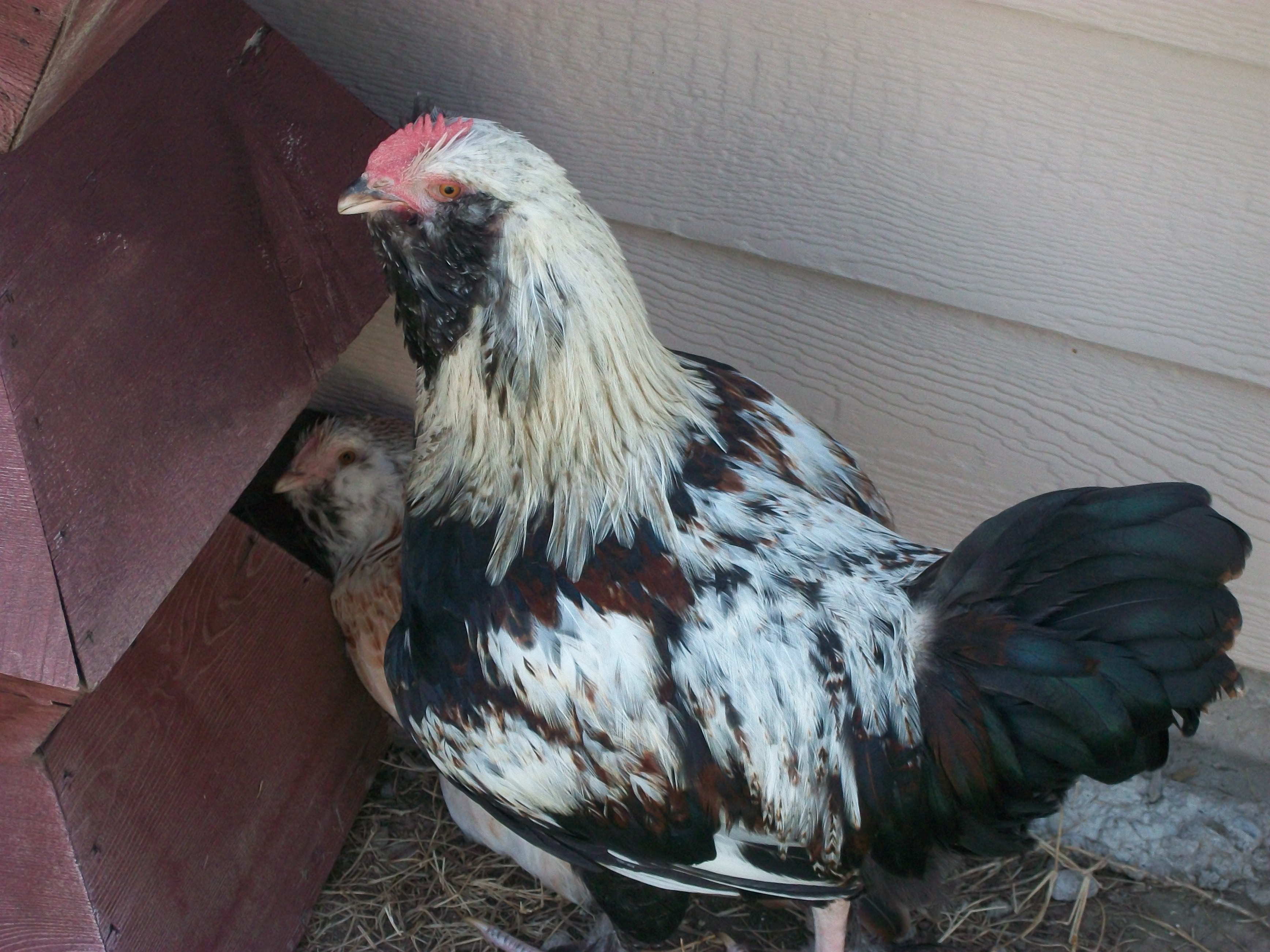 BackYard Chickens - Learn How to Raise Chickens