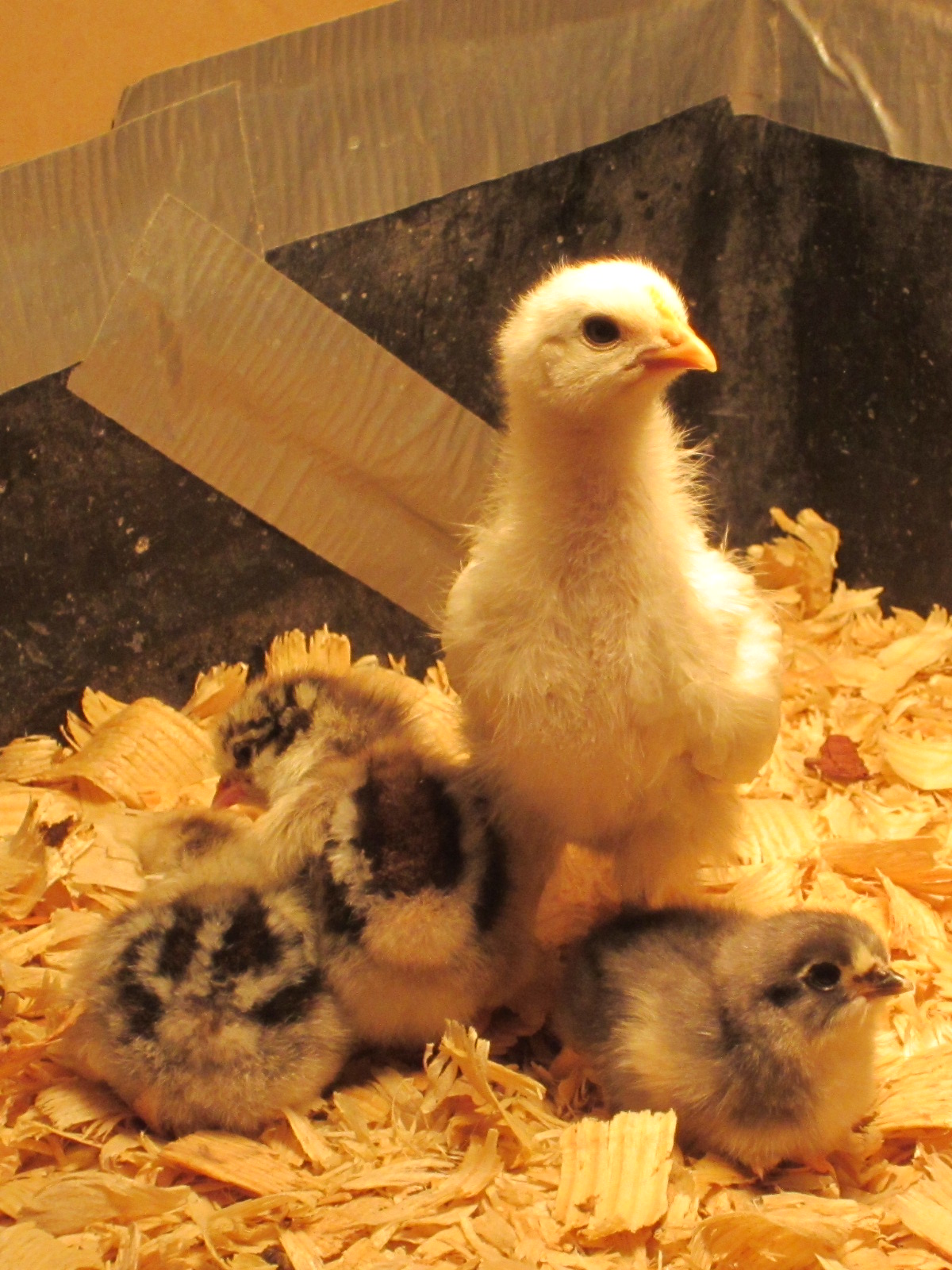 BackYard Chickens - Learn How to Raise Chickens