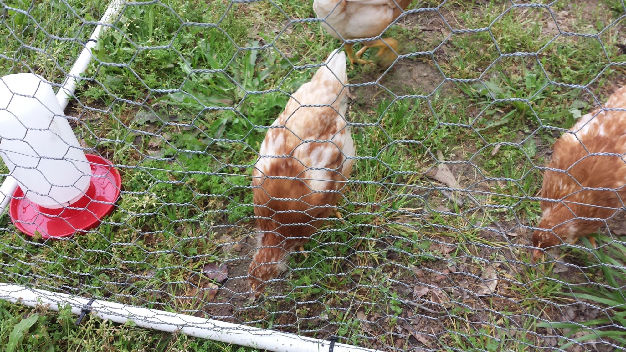 6 Weeks Old | BackYard Chickens - Learn How to Raise Chickens
