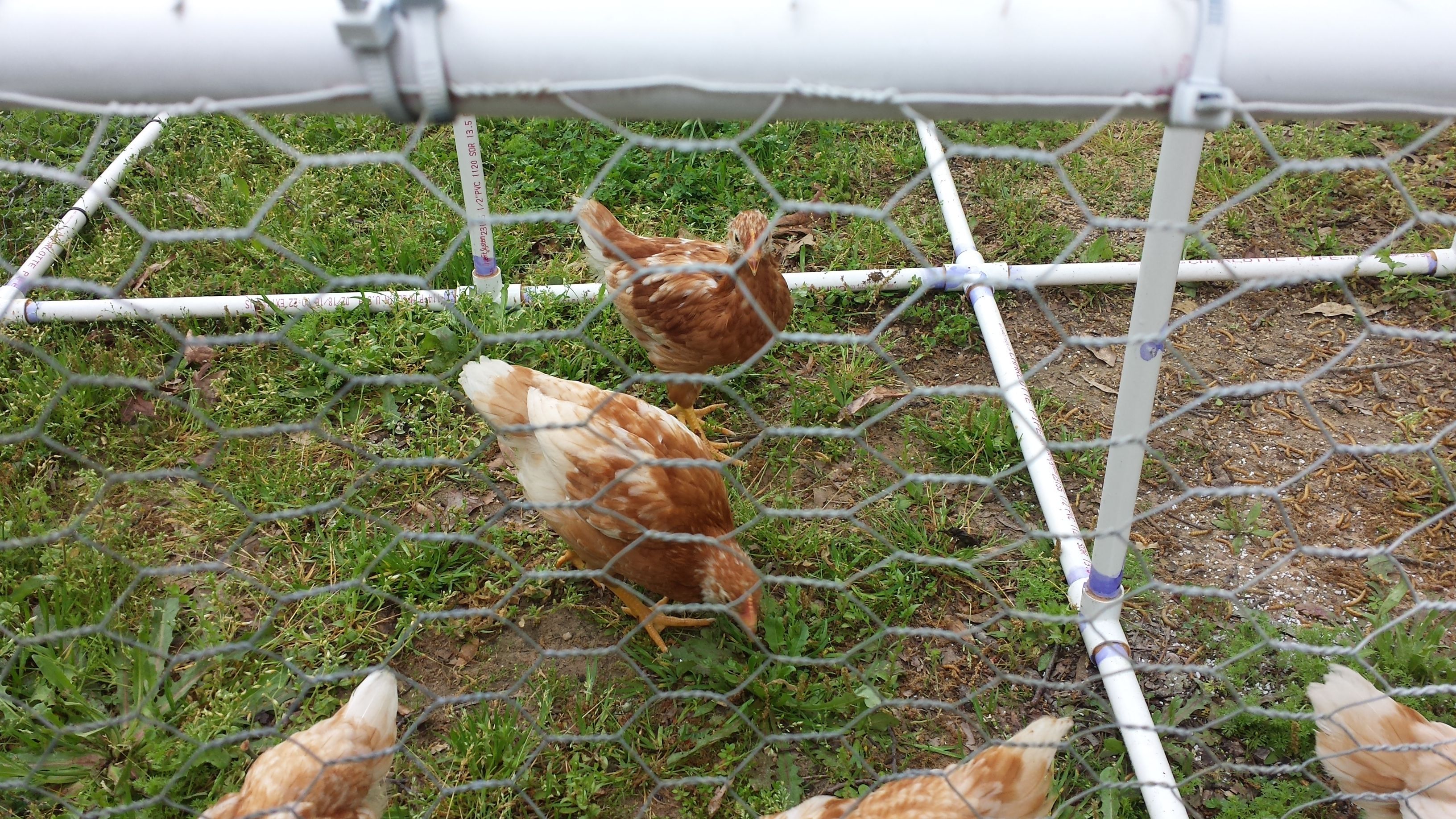 6 Weeks Old | BackYard Chickens - Learn How to Raise Chickens