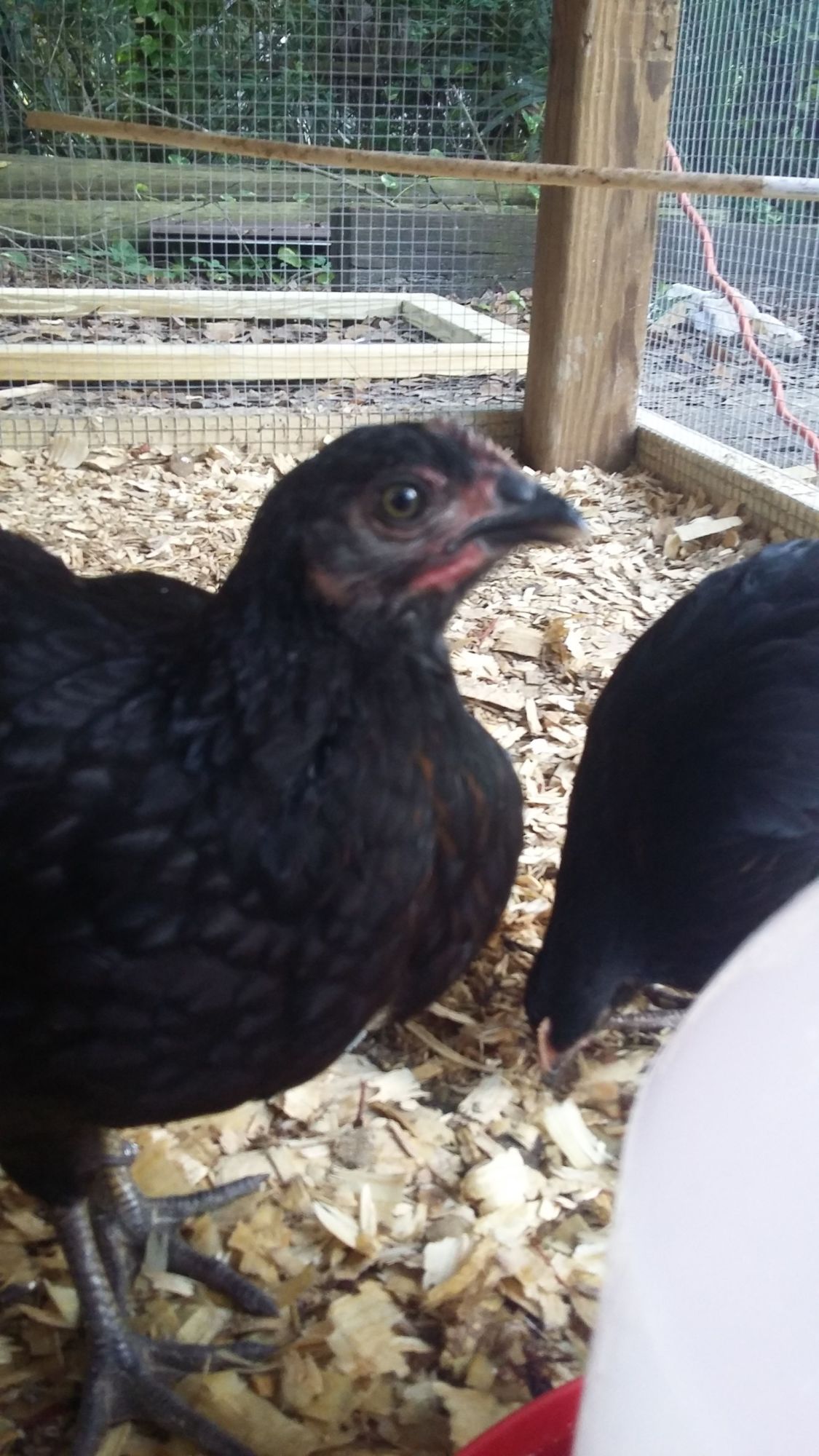 6 weeks | BackYard Chickens - Learn How to Raise Chickens