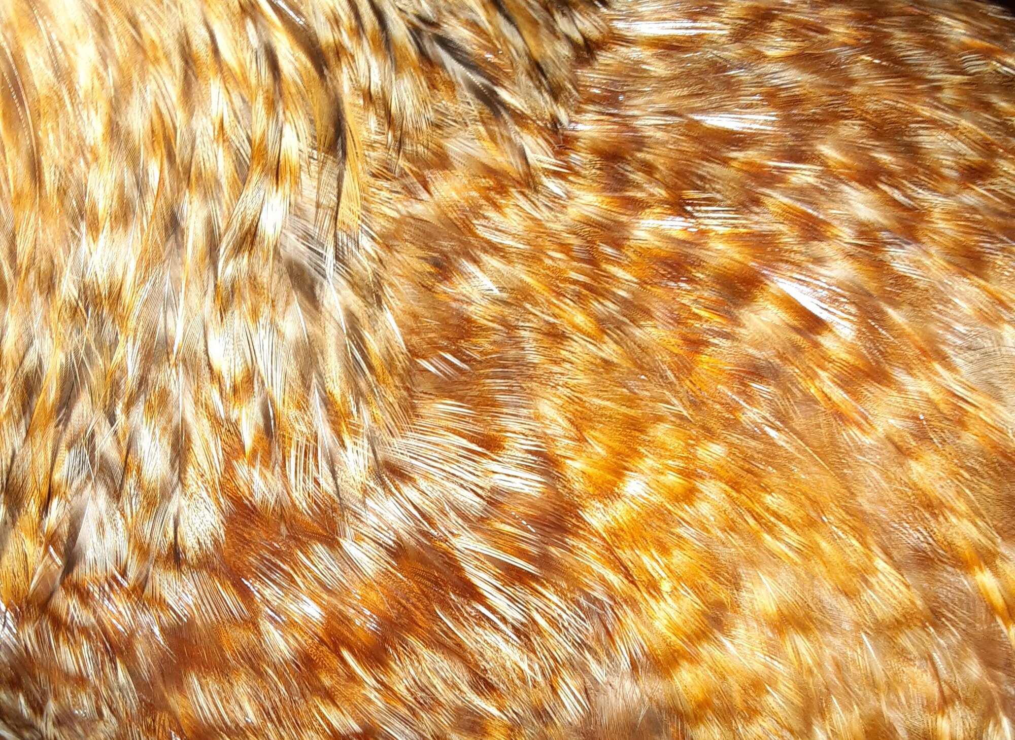 60.jpg | BackYard Chickens - Learn How to Raise Chickens