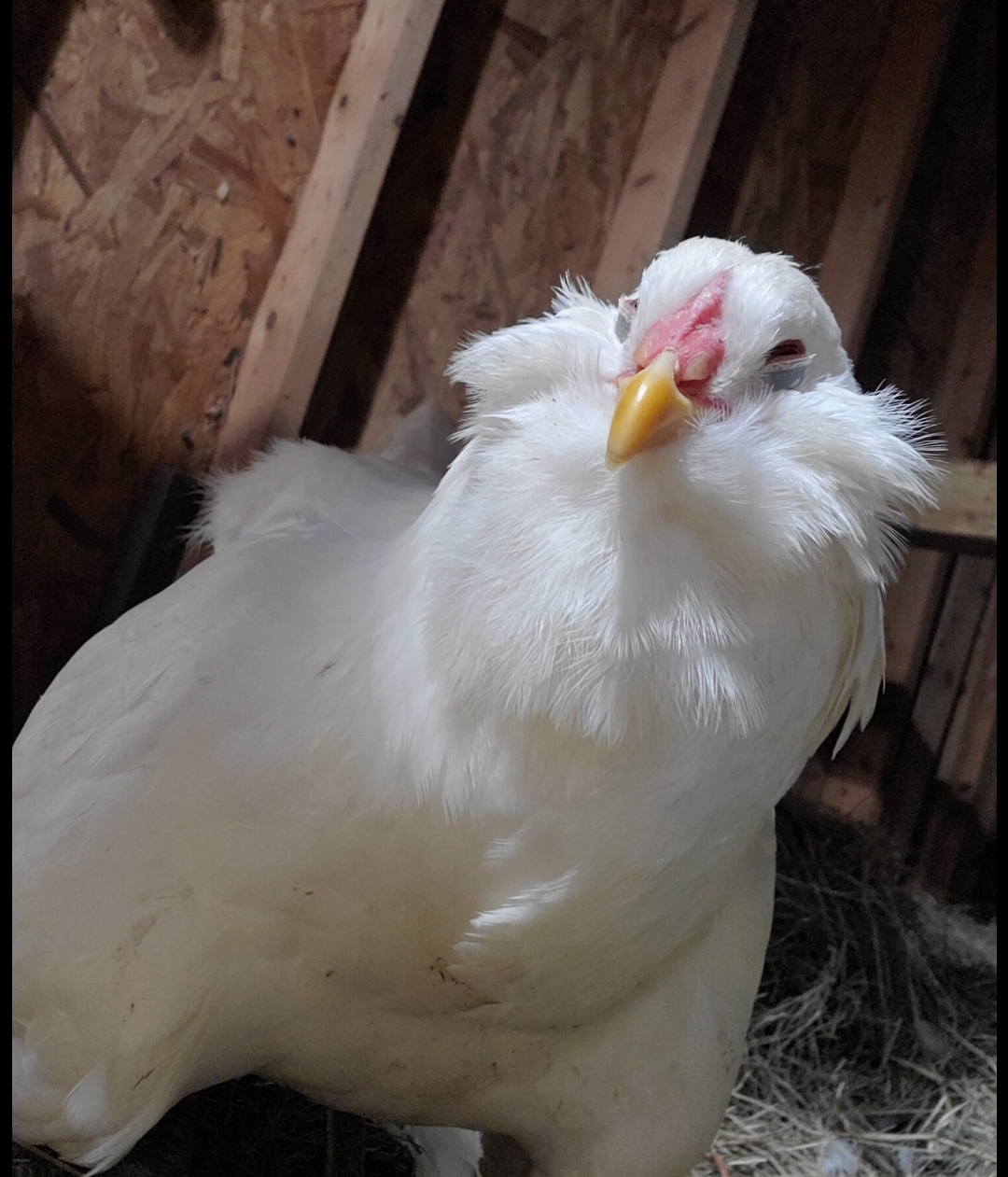 60.jpg | BackYard Chickens - Learn How to Raise Chickens