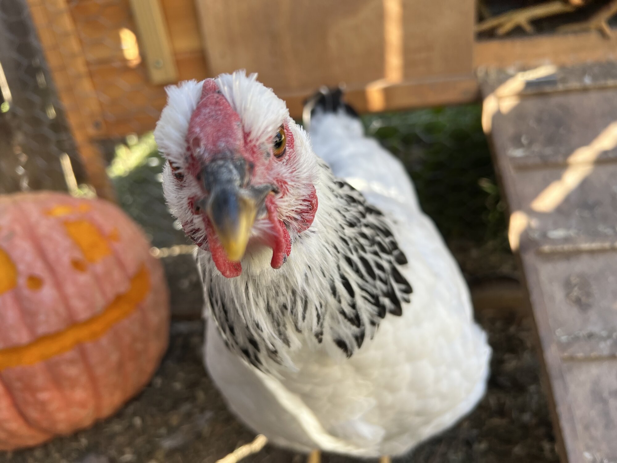 60.jpg | BackYard Chickens - Learn How to Raise Chickens